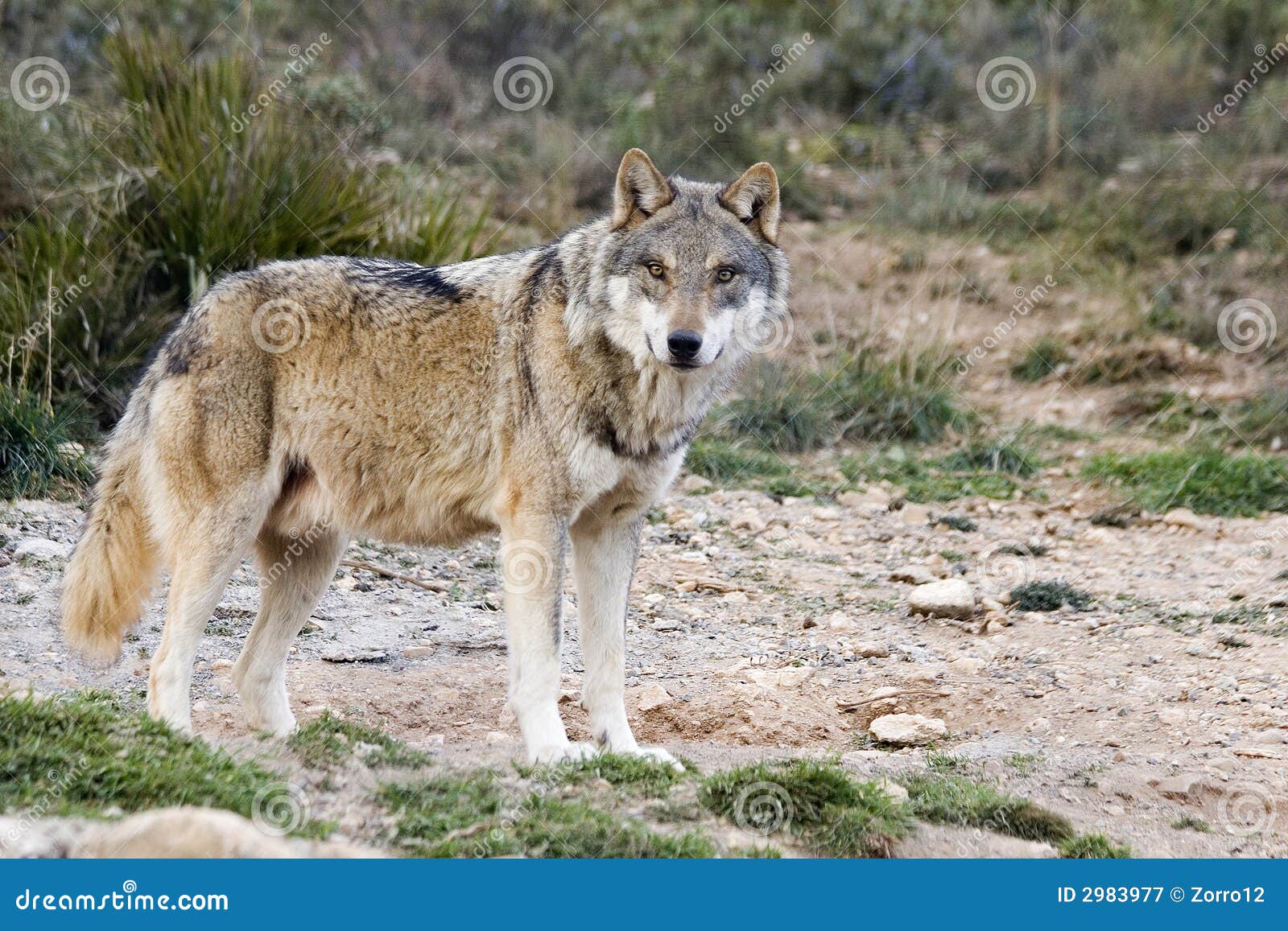 European Wolf stock image. Image of wildlife, white, park - 2983977