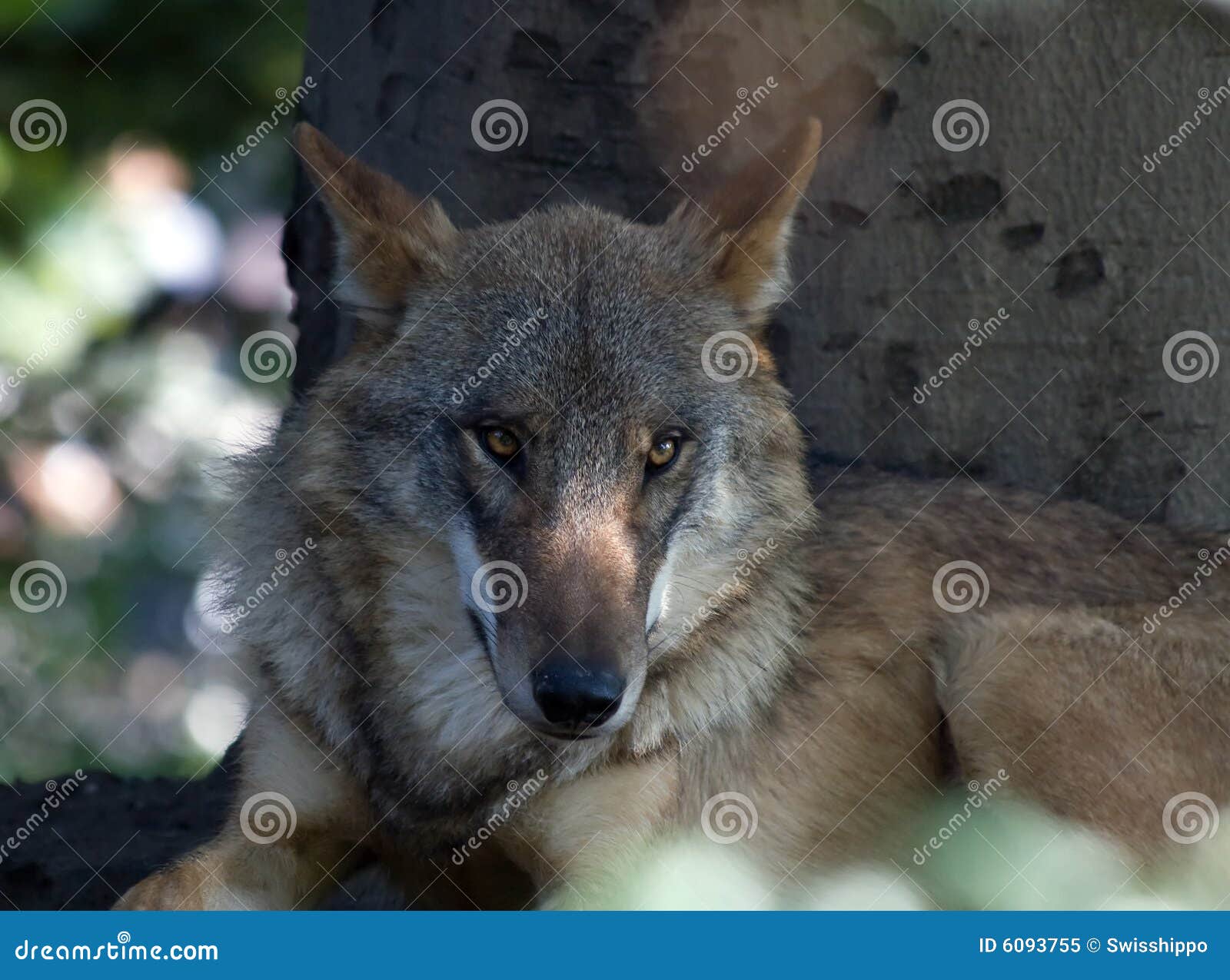 European Wolf stock image. Image of bite, natural, jaws - 6093755