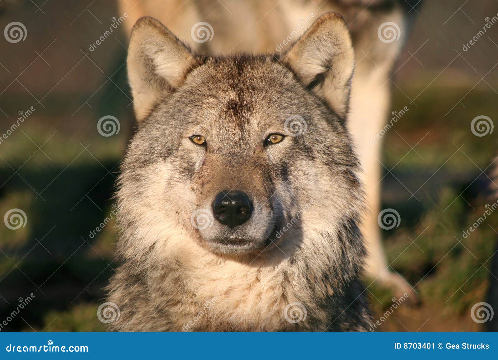 European wolf stock image. Image of wolves, wolf, wild - 8703401
