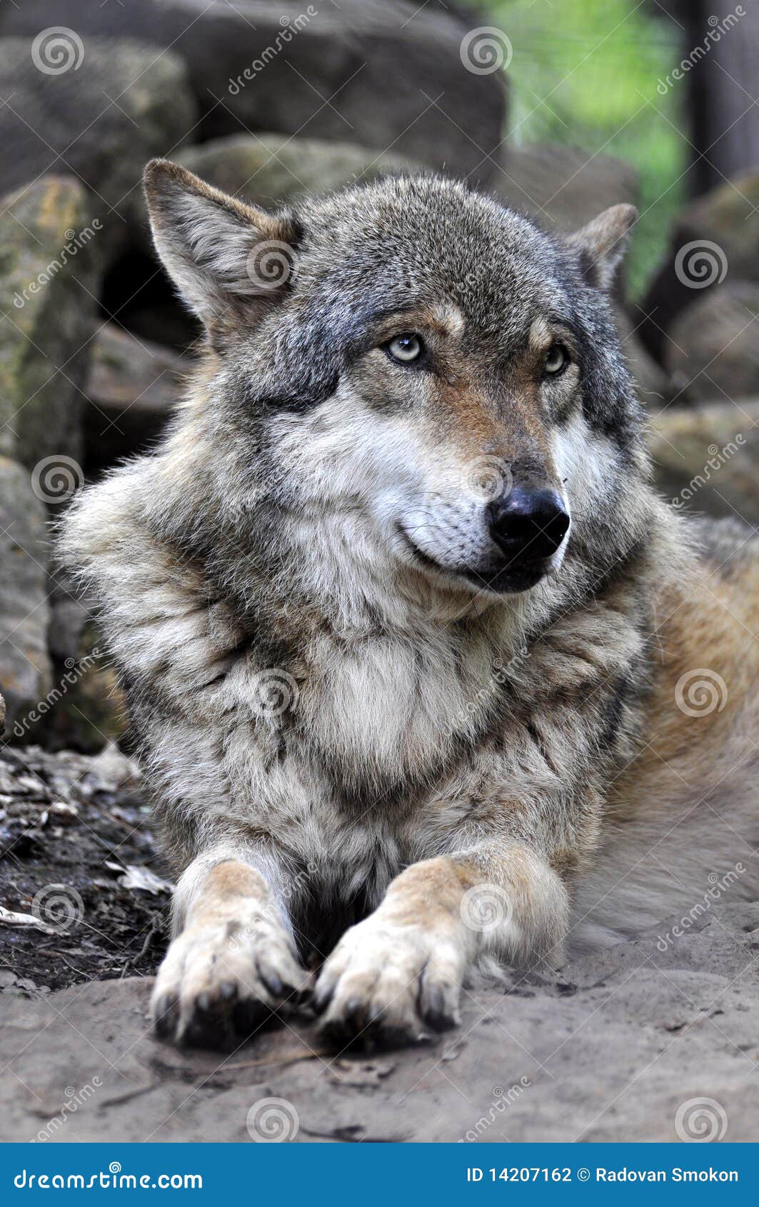European Wolf - Canis Lupus Lupus Stock Photo - Image of animals, lupus ...