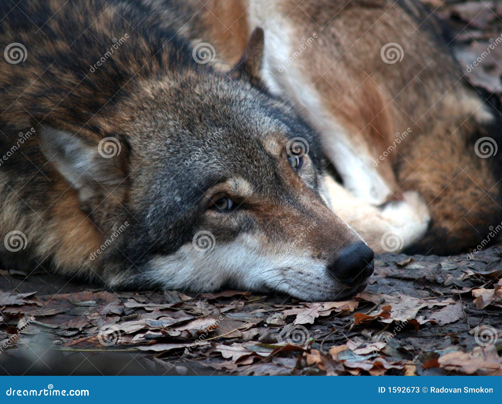 European Wolf - Canis Lupus Lupus Picture. Image: 1592673
