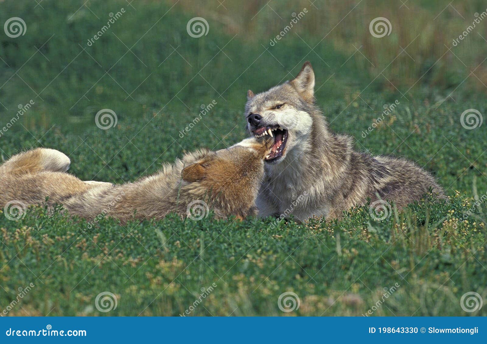 European Wolf, Canis Lupus, Submission Behaviour Stock Photo - Image of ...