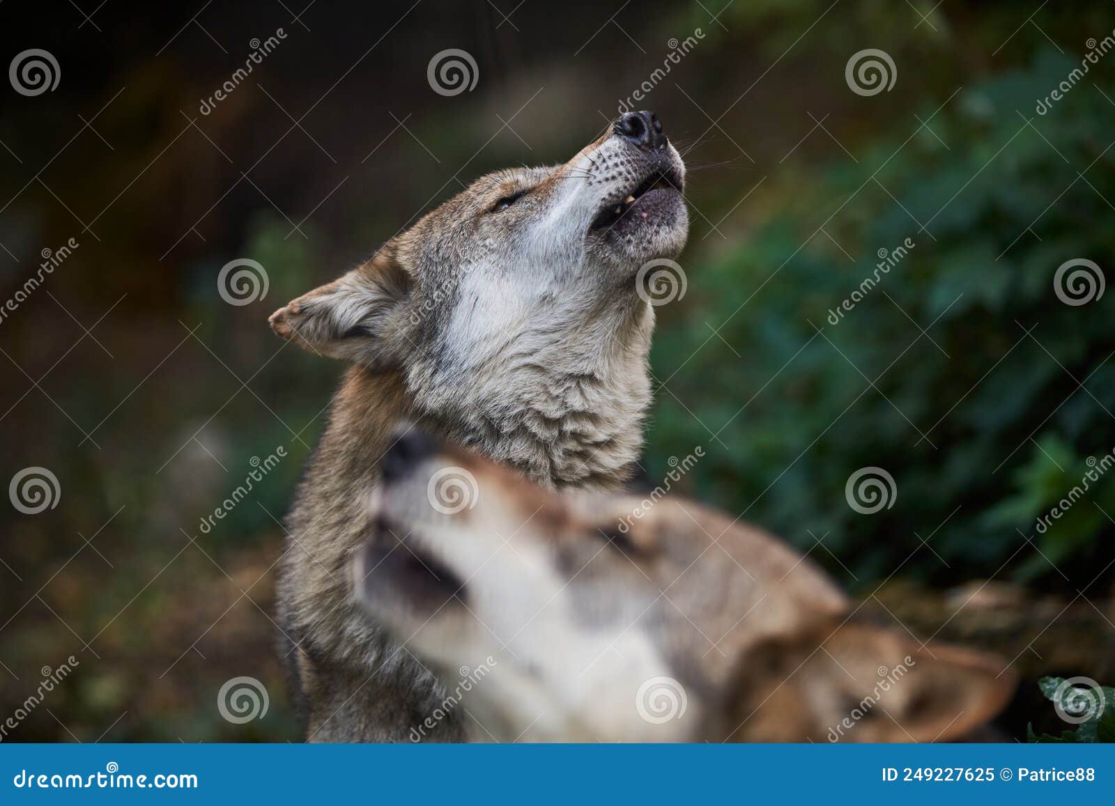 European Wolf Couple Howling in Forest. Closeup of Wolves Stock Image ...