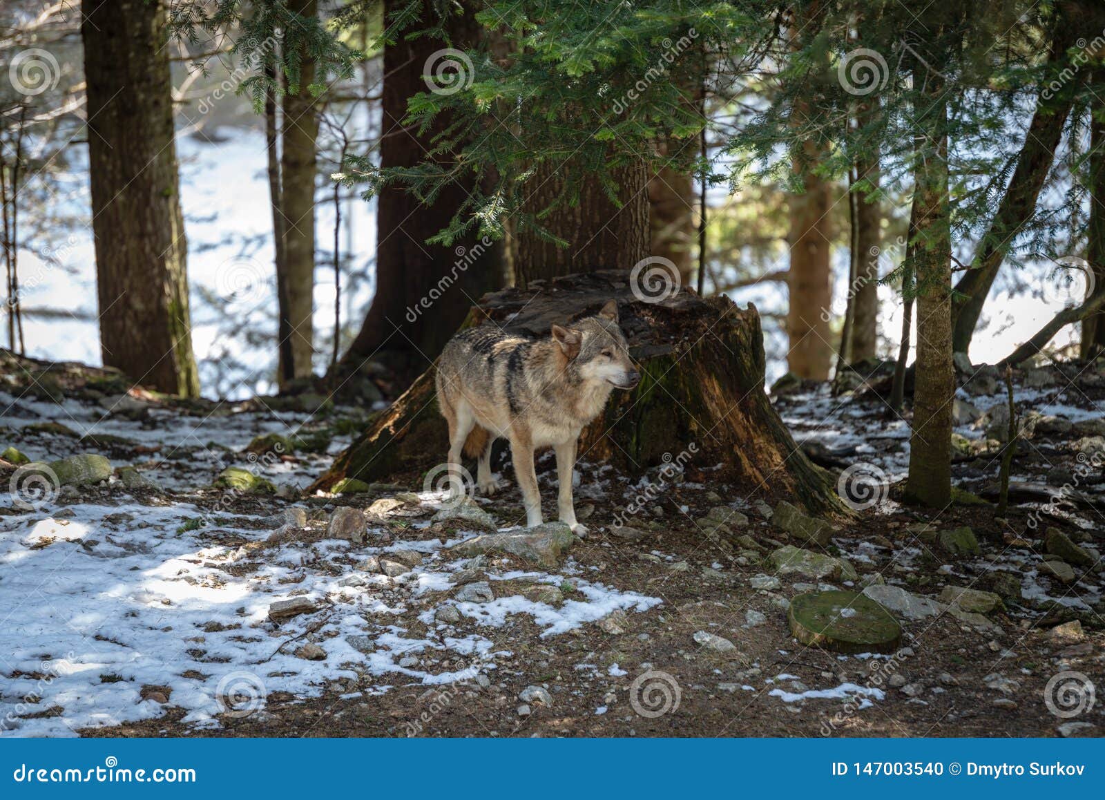 European wolf stock photo. Image of nature, winter, spring - 147003540