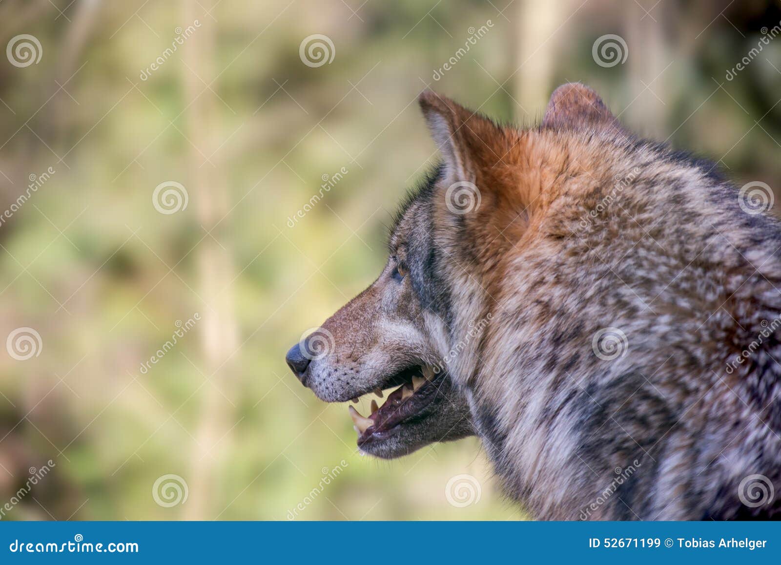 European wolf stock image. Image of amber, canids, strength - 52671199