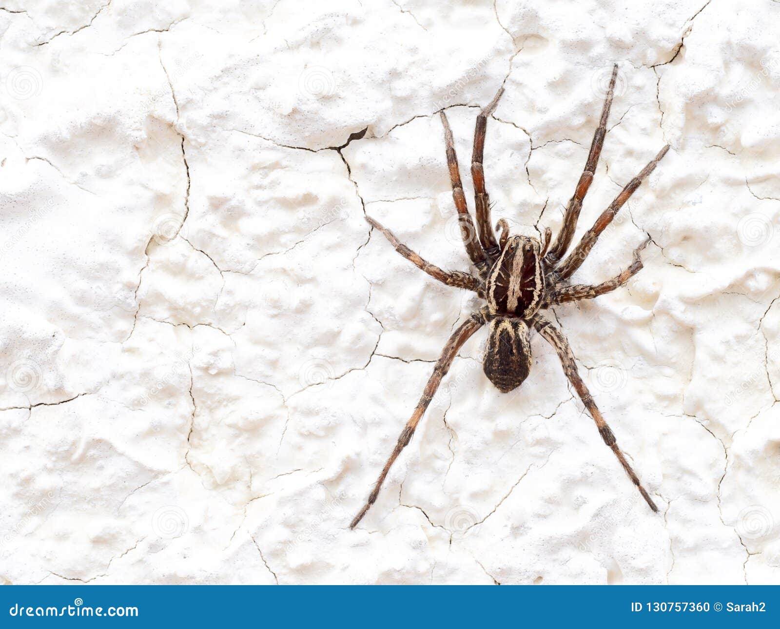 European Wolf Spider or False Tarantula Hogna Radiata. Macro. on White ...