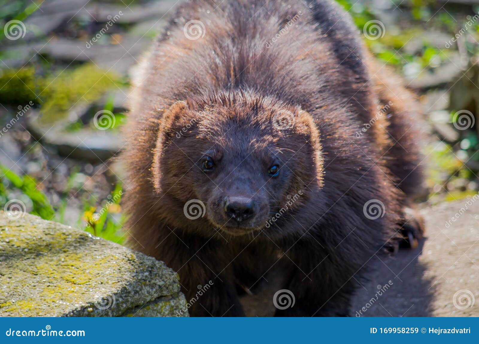 Wolverine female at spring stock image. Image of glutton - 169958259