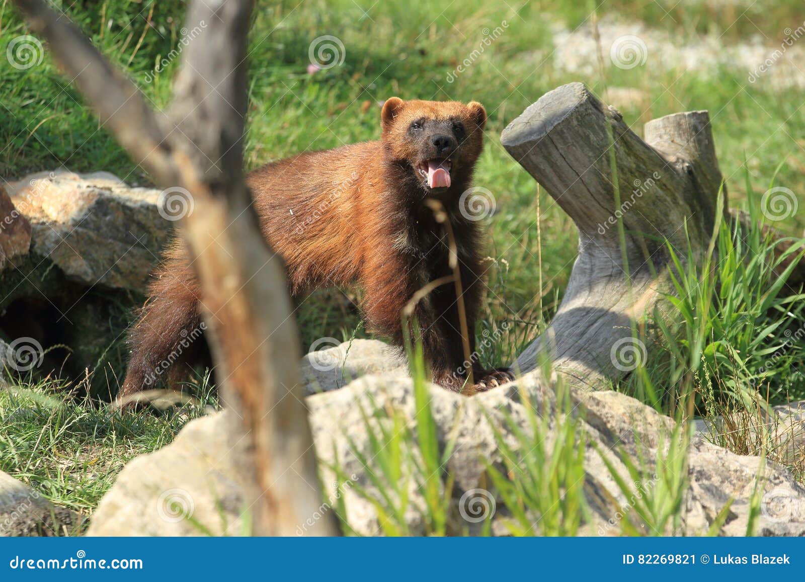 European wolverine stock image. Image of mammal, adult - 82269821