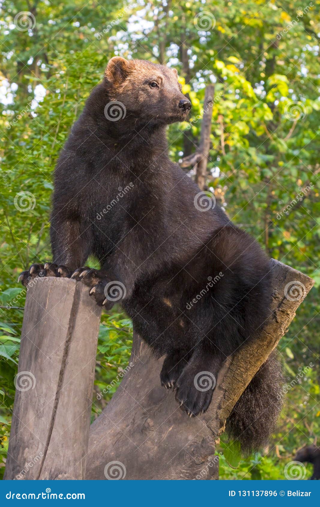 European wolverine stock photo. Image of mustelidae - 131137896