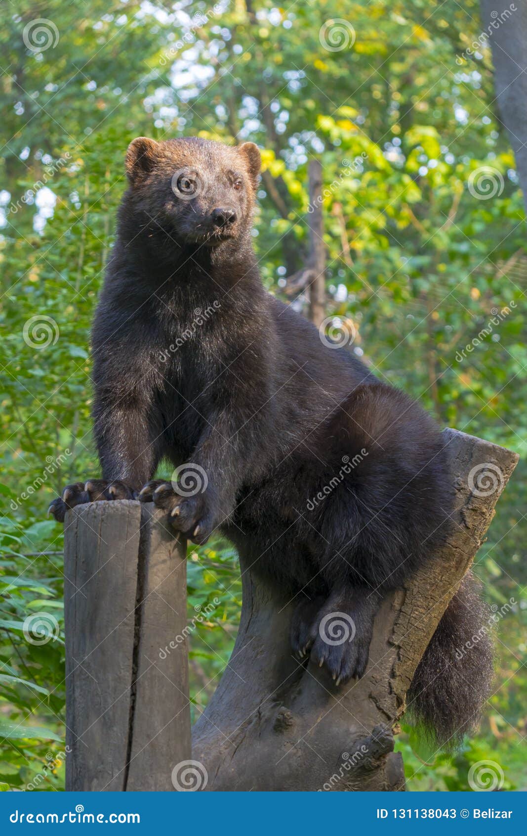 European wolverine stock image. Image of gulo, woods - 131138043