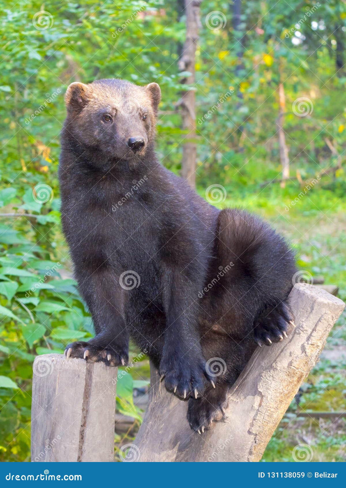 European Wolverine on a Tree Stock Image - Image of european ...