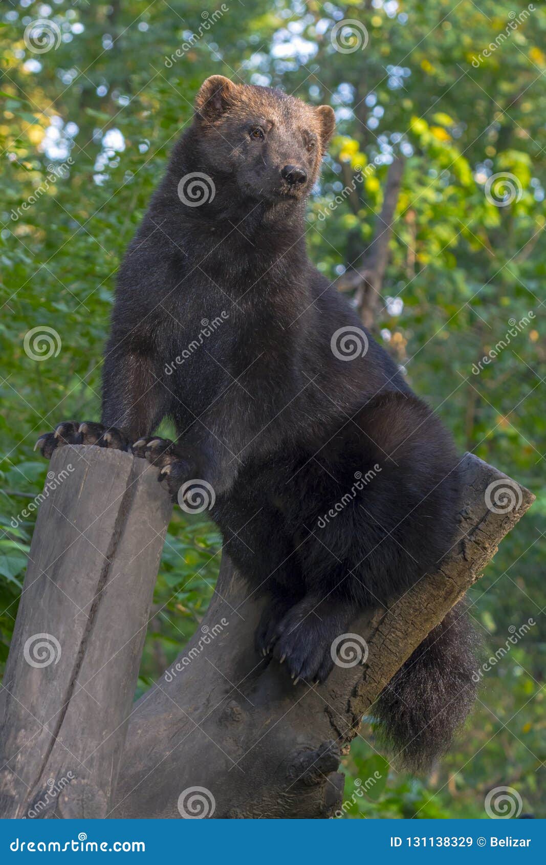European Wolverine on a Tree Stock Image - Image of european, gulo ...