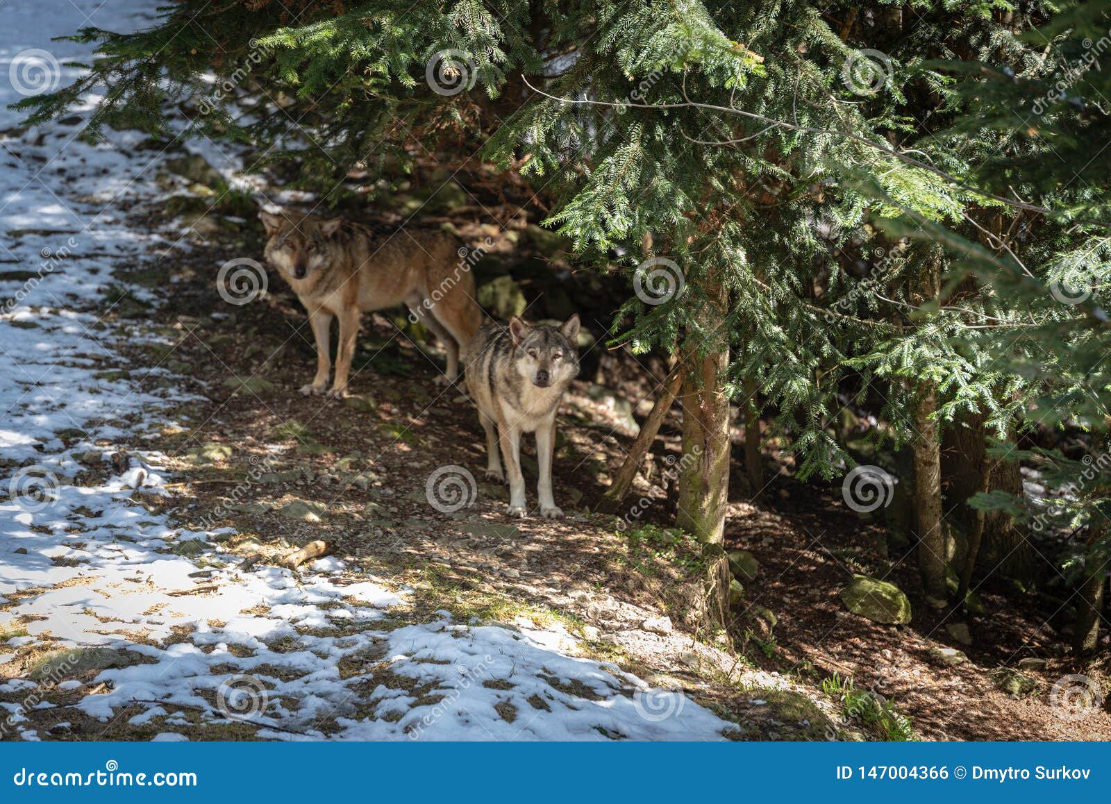 European wolves in forest stock photo. Image of trees - 147004366