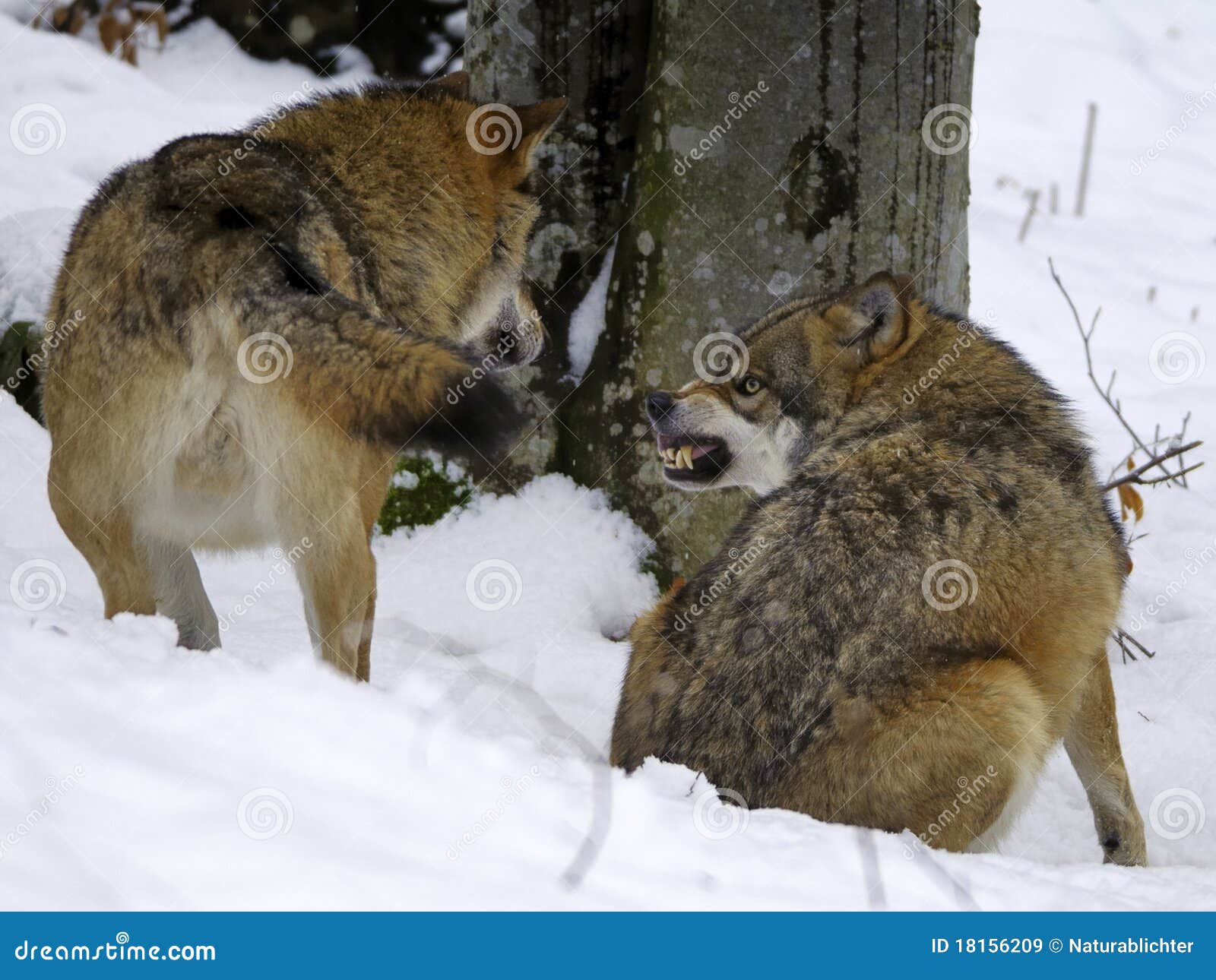 European wolves in winter stock image. Image of european - 18156209