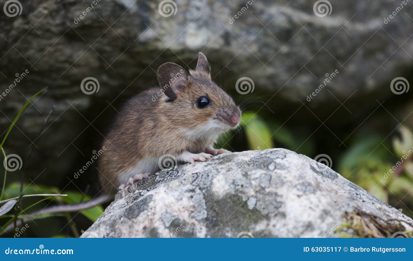 European wood mouse stock image. Image of rodents, nature - 63035117