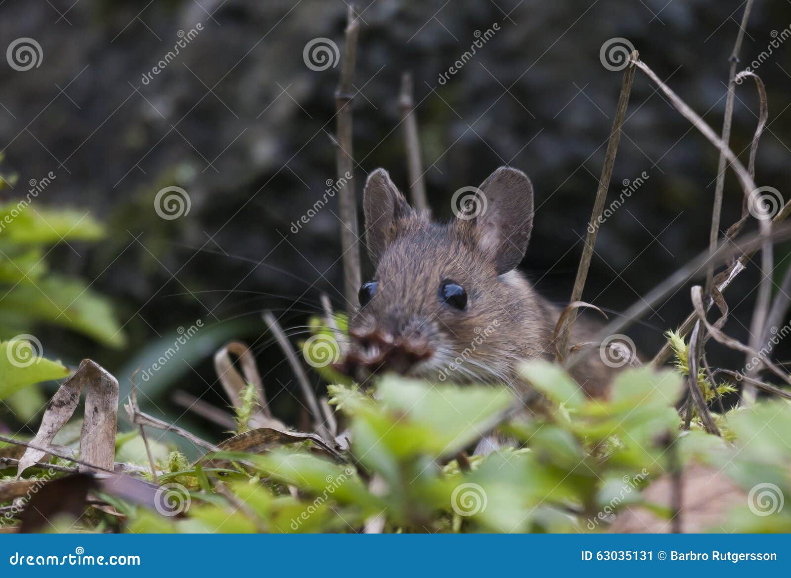 European wood mouse stock image. Image of wood, long - 63035131