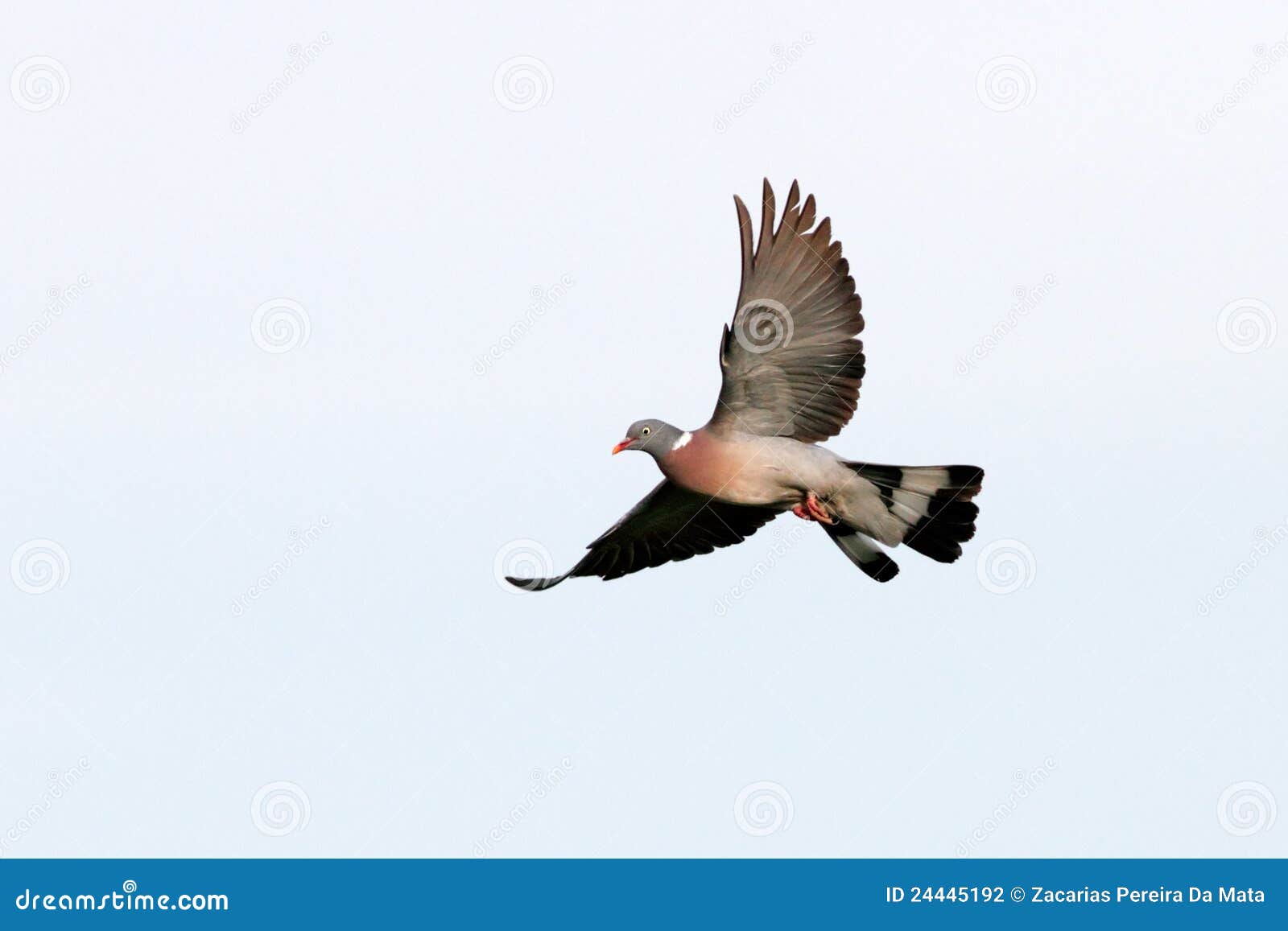 European Wood Pigeon in Flight Stock Photo - Image of close, black ...