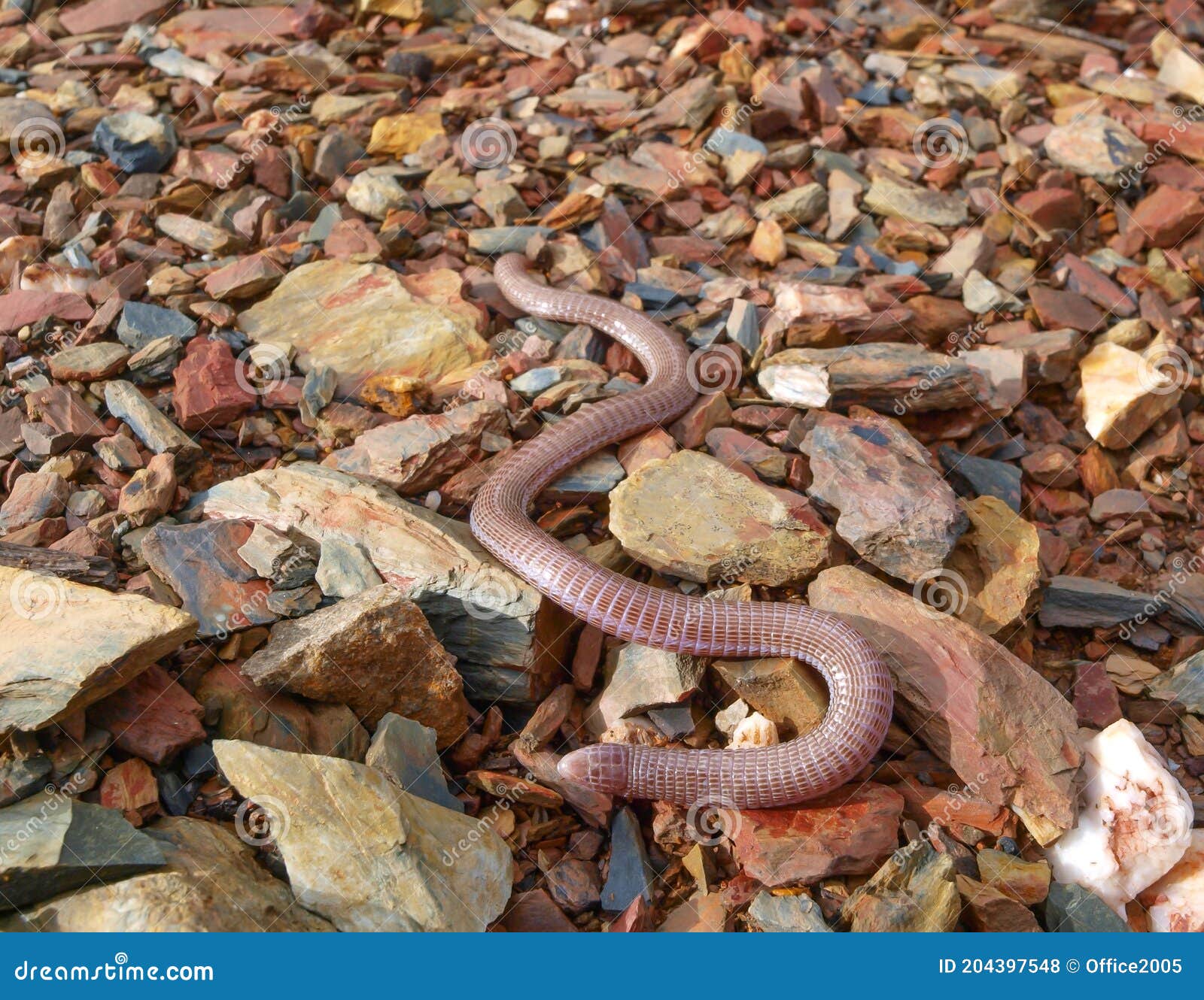 European Worm Lizard, Blanus Cinereus in Greece Stock Photo - Image of ...