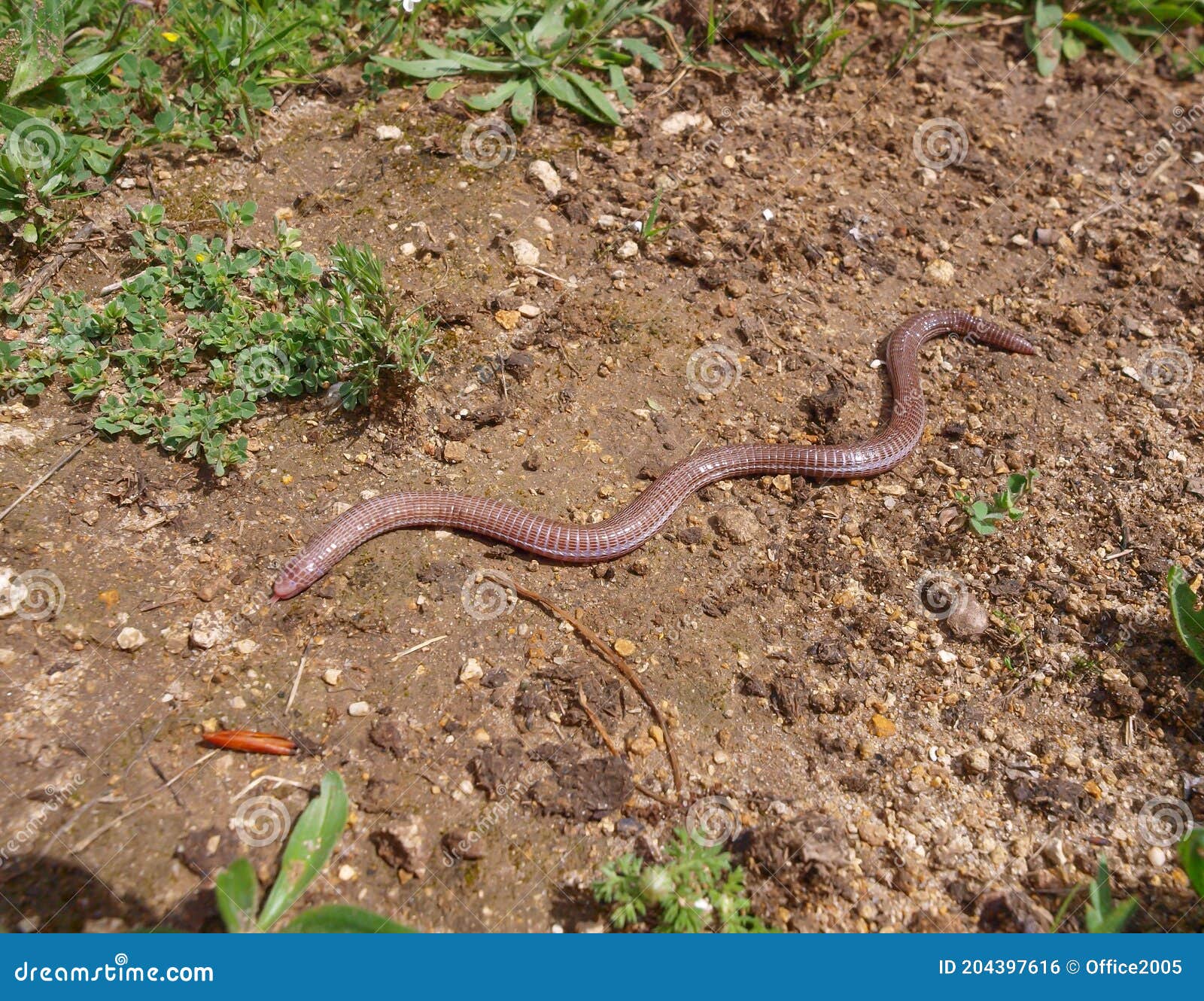 European Worm Lizard, Blanus Cinereus in Greece Stock Photo - Image of ...