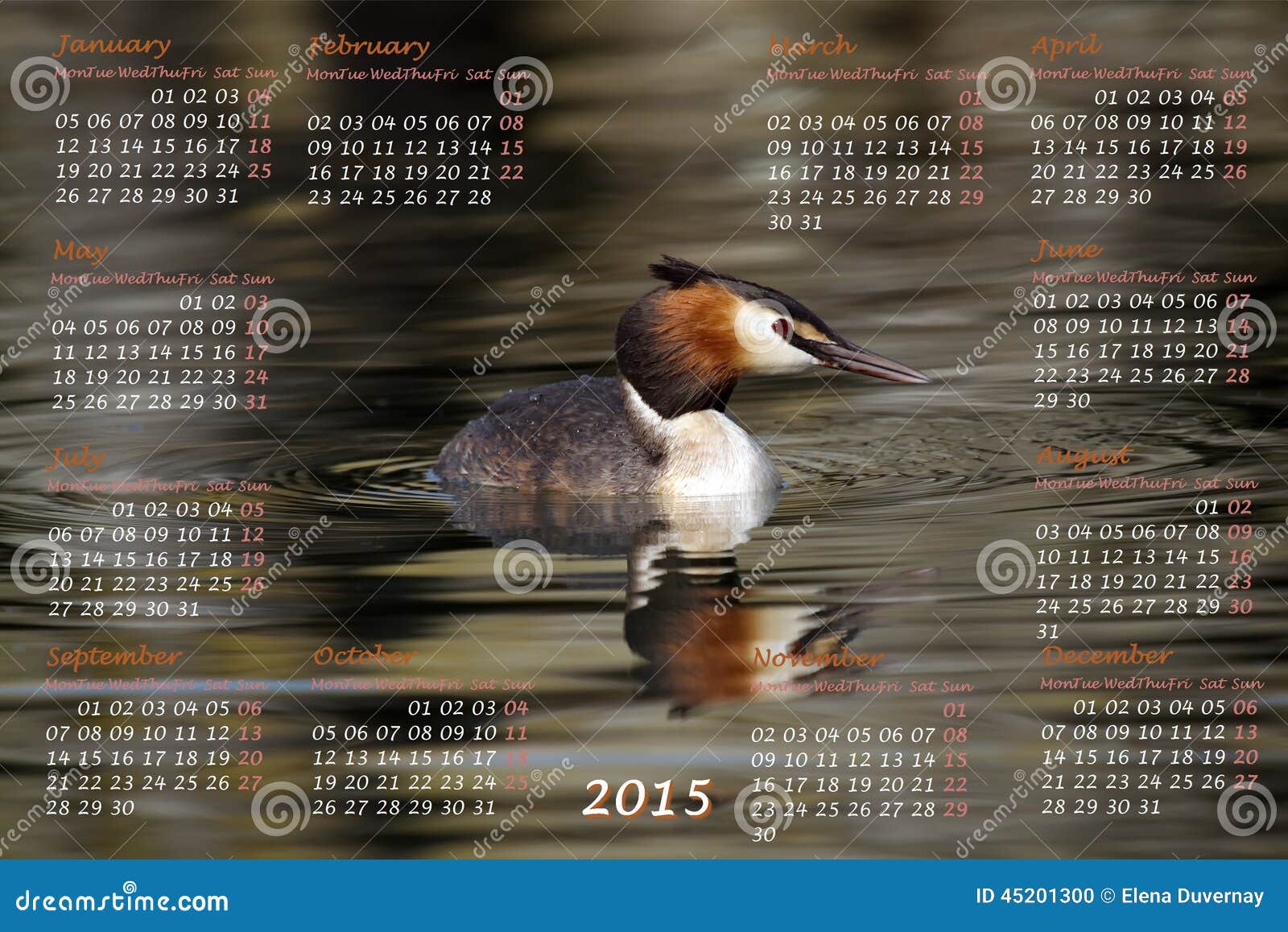 European 2015 Year Calendar with Crested Grebe Stock Illustration ...