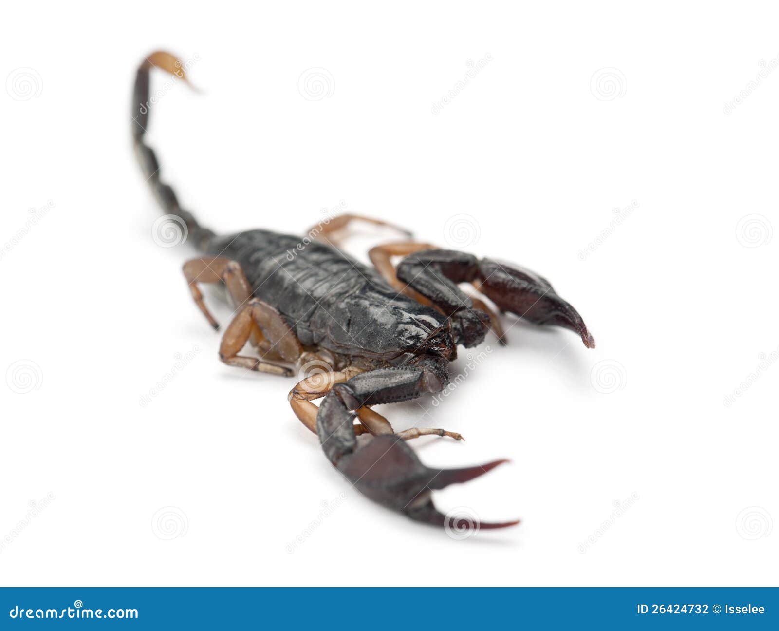 European Yellow-Tailed Scorpion Stock Photo - Image of side, euscorpius ...