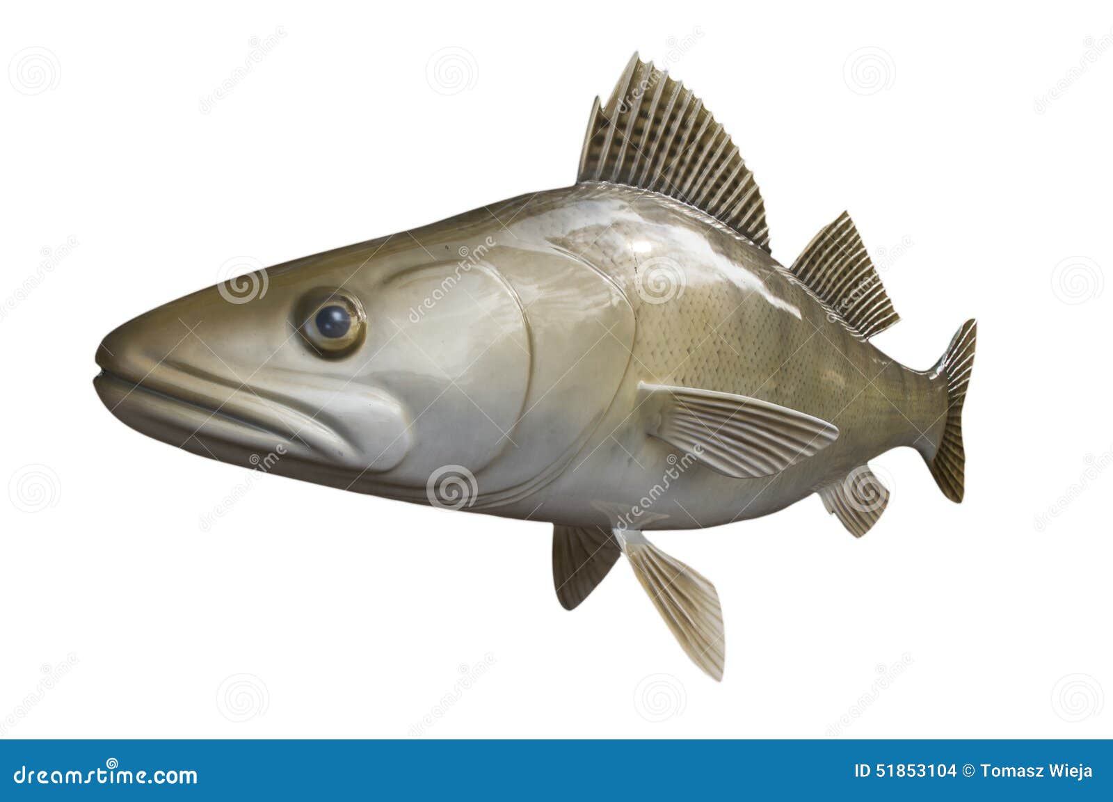 European Zander stock photo. Image of zander, natural - 51853104