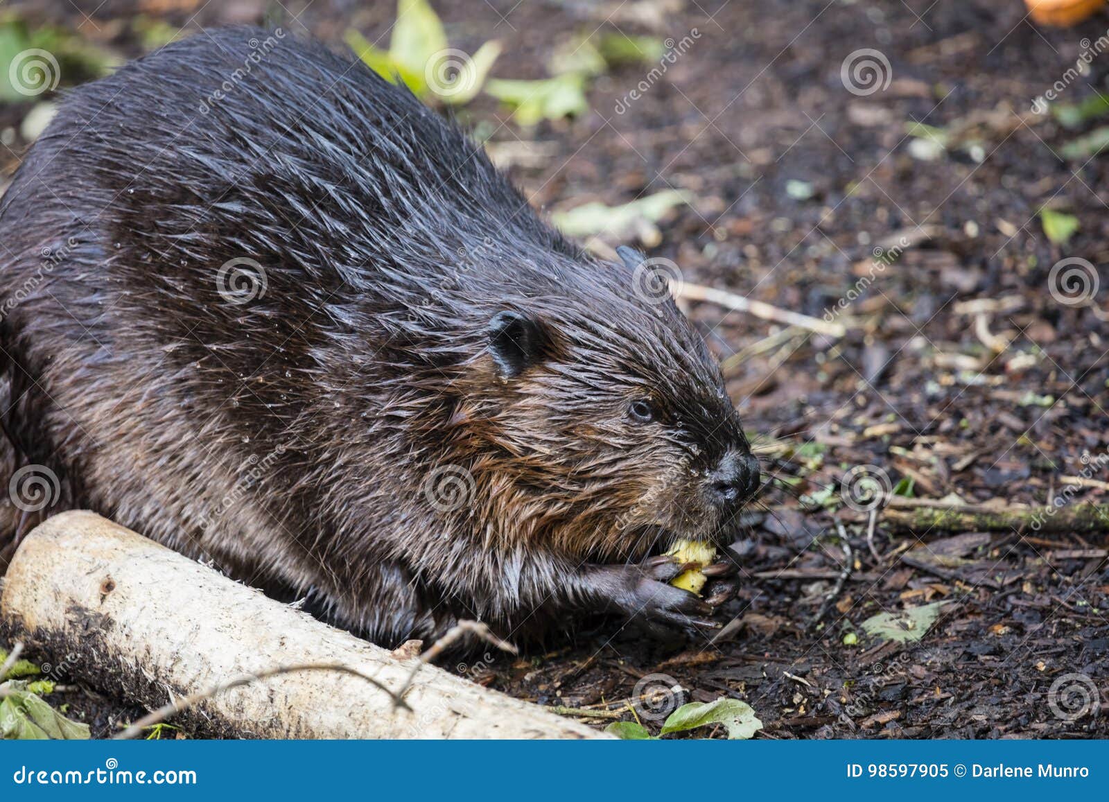 Europees-Aziatische bever stock afbeelding. Image of wild - 98597905