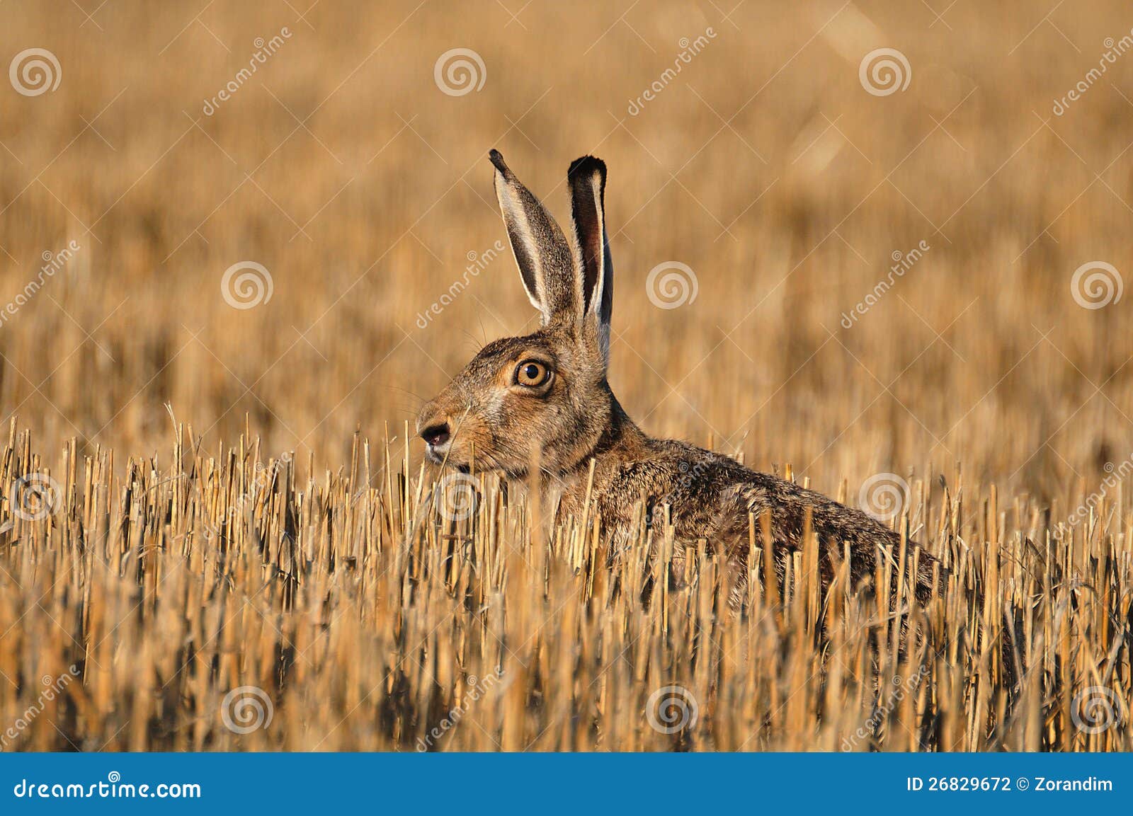 Europees wild konijn stock foto. Image of nave, leggen - 26829672