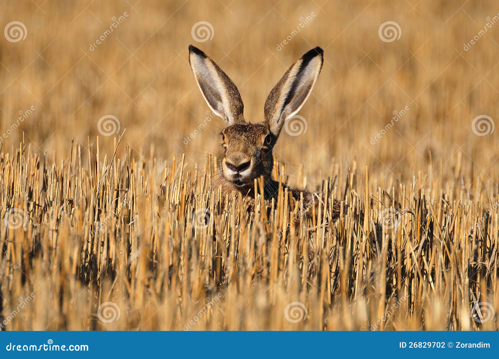 Europees wild konijn stock foto. Image of nave, kereltje - 26829702