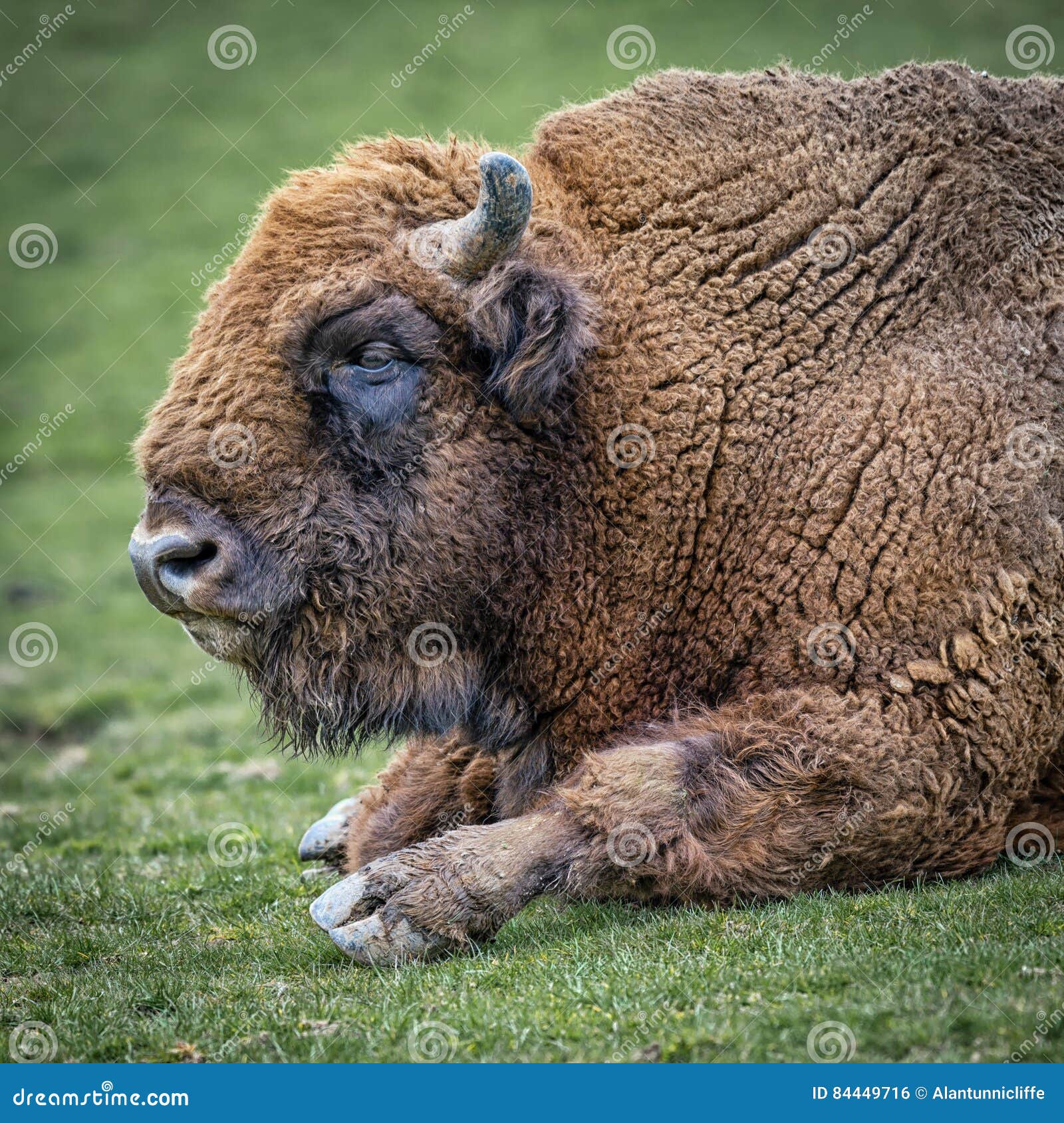 Europeisk Bison arkivfoto. Bild av päls, utanför, horn - 84449716