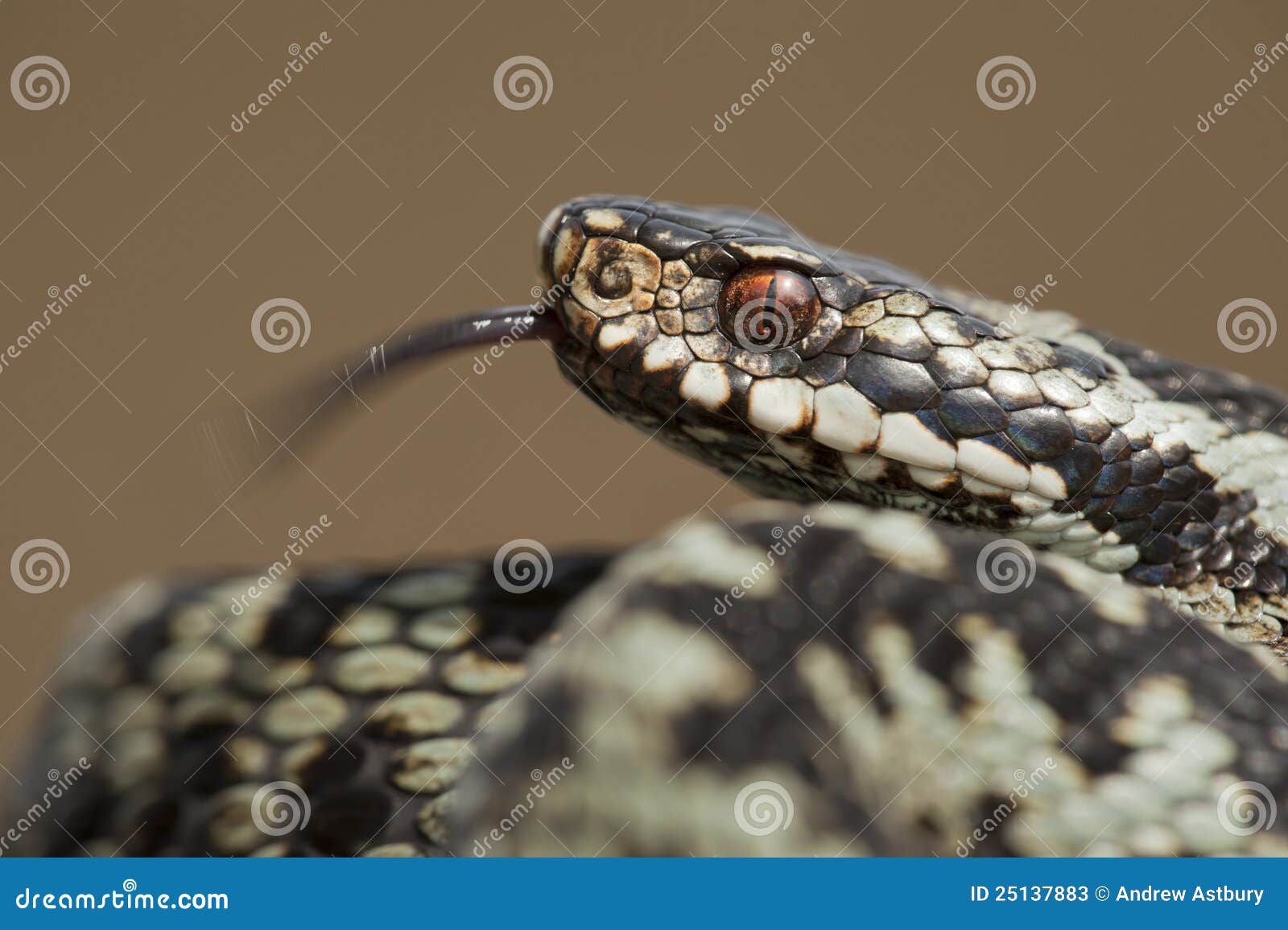 Europeisk huggorm fotografering för bildbyråer. Bild av angus - 25137883