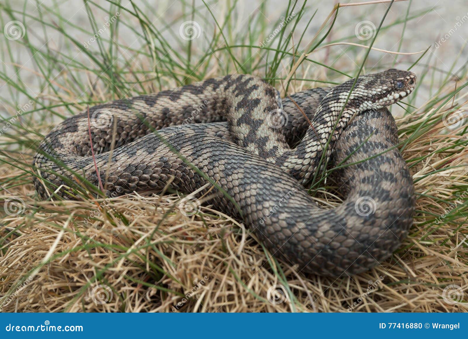 Europeisk Huggorm & X28; Viperaberus& X29; Arkivfoto - Bild av djurliv ...