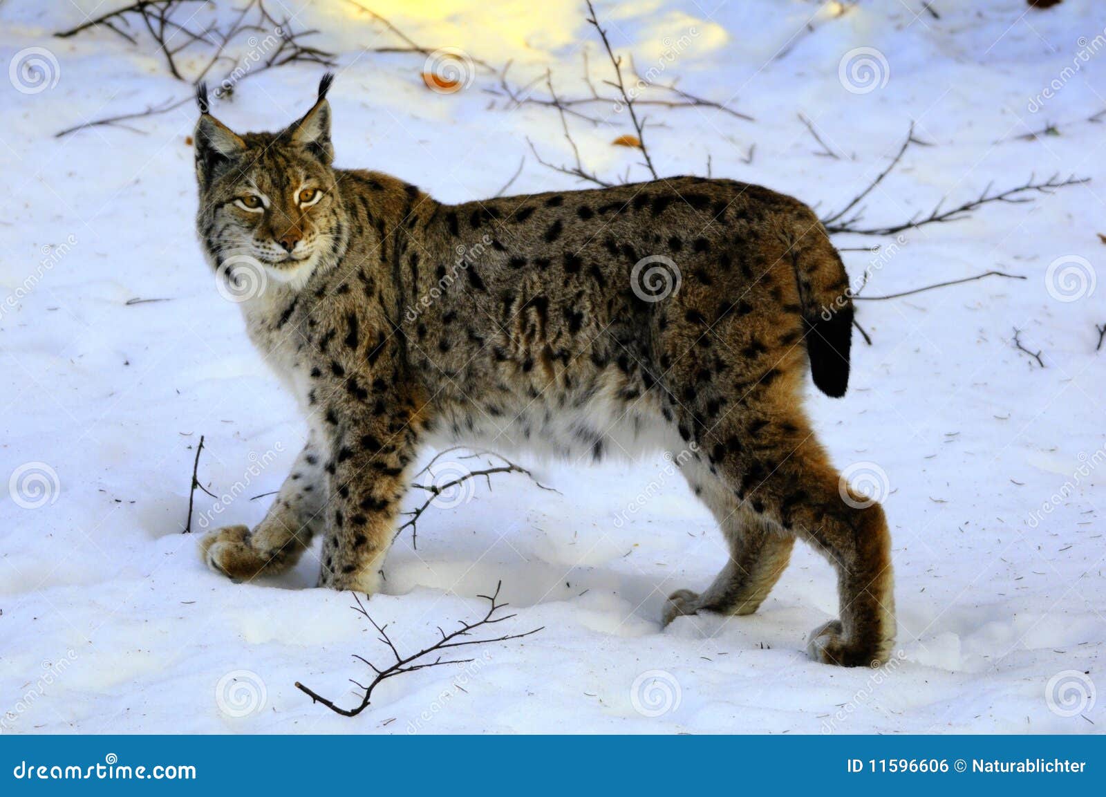 Europeiskt lodjur arkivfoto. Bild av fauna, slags, jägare - 11596606