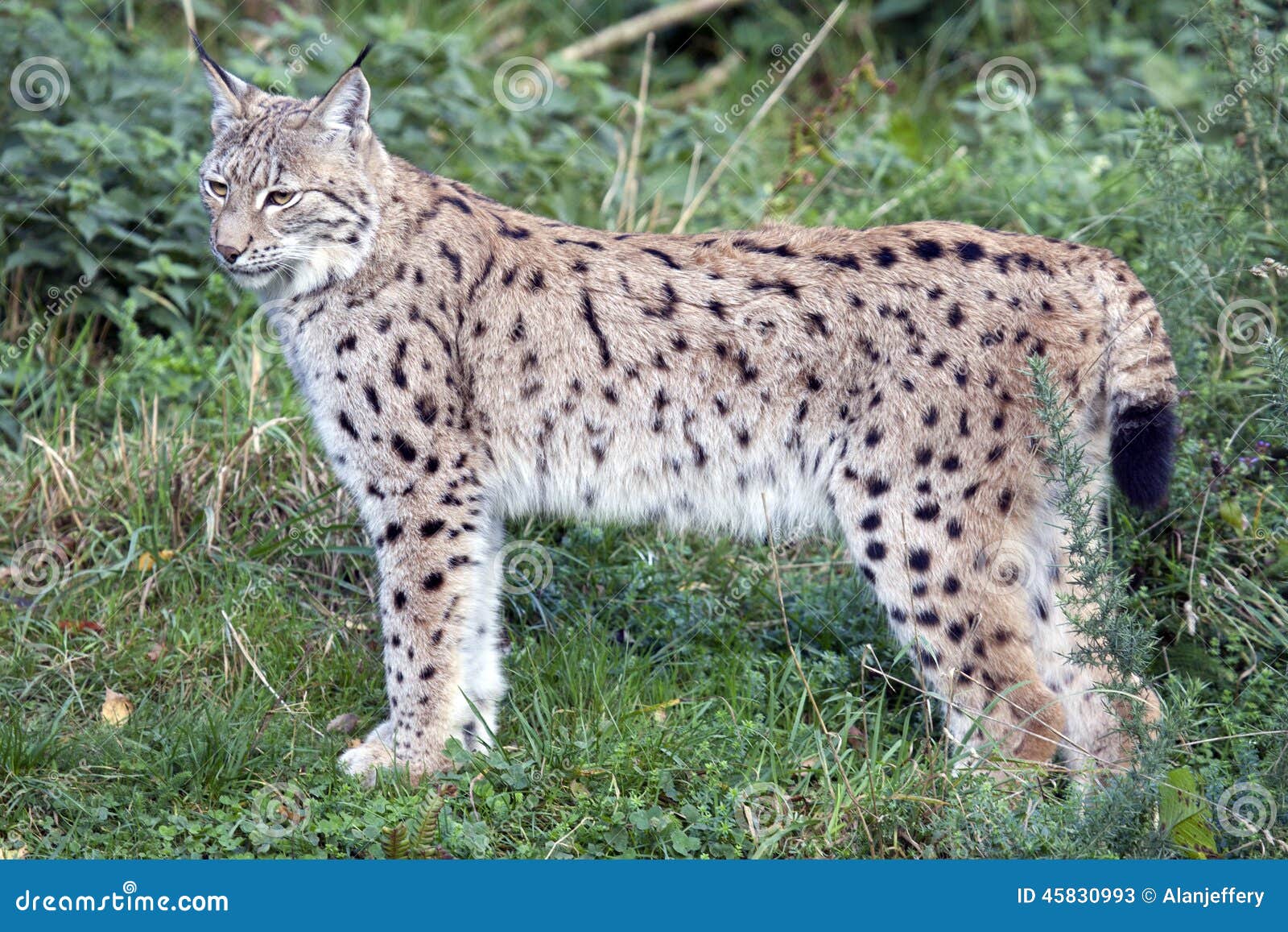 Europeiskt lodjur fotografering för bildbyråer. Bild av jägare - 45830993