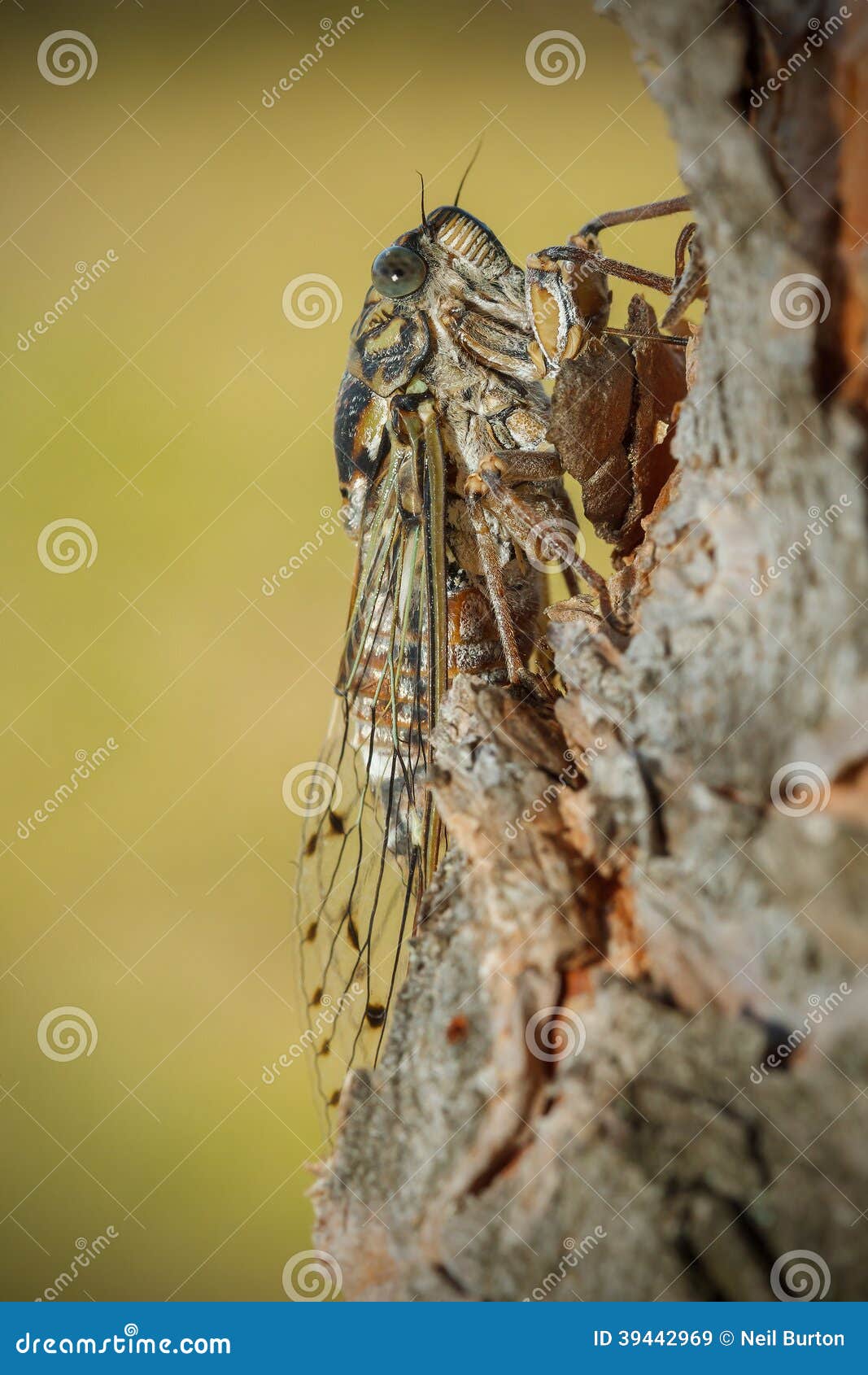 Europejska cykada obraz stock. Obraz złożonej z muzyka - 39442969