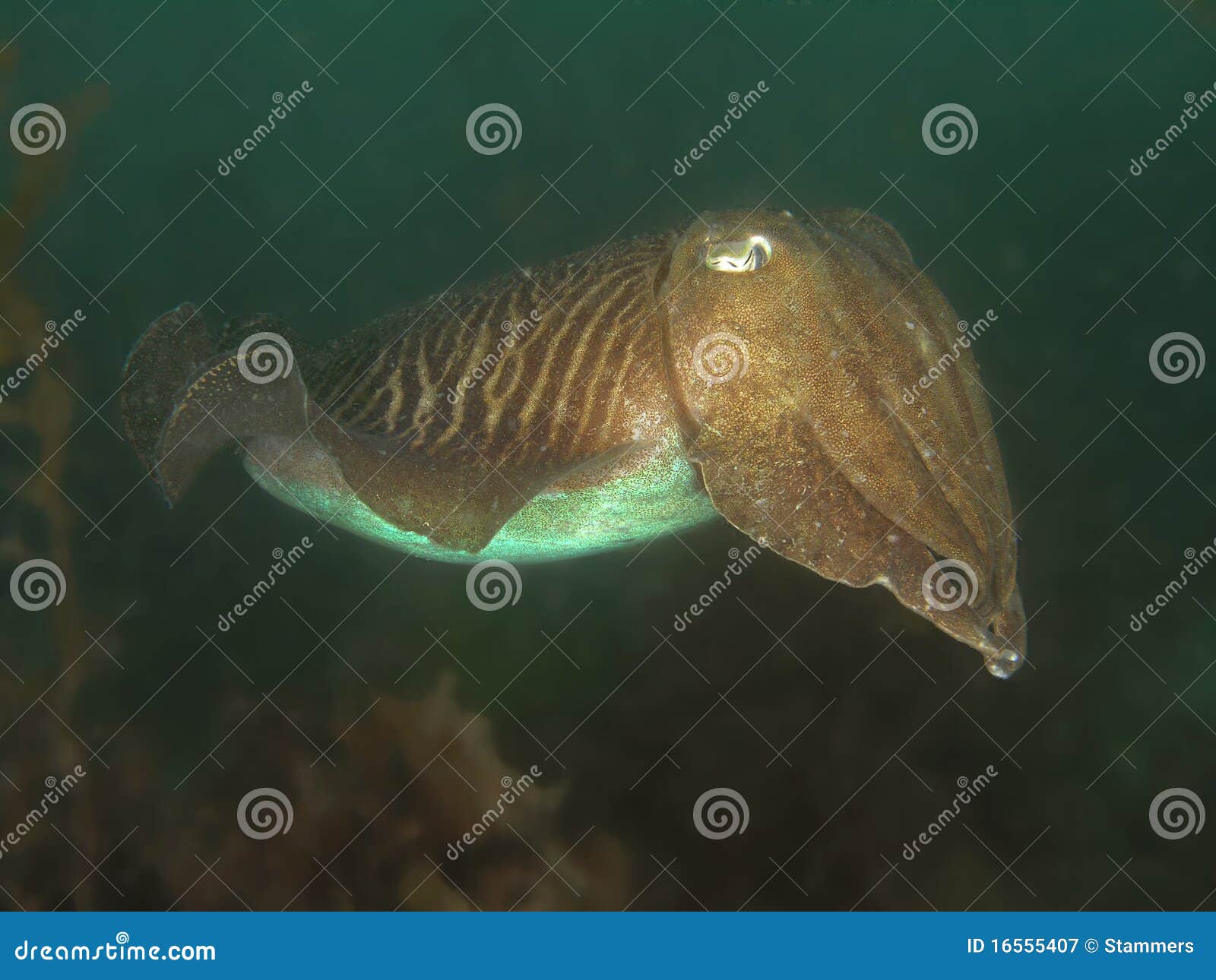 Europen Cuttlefish stock image. Image of england, life - 16555407