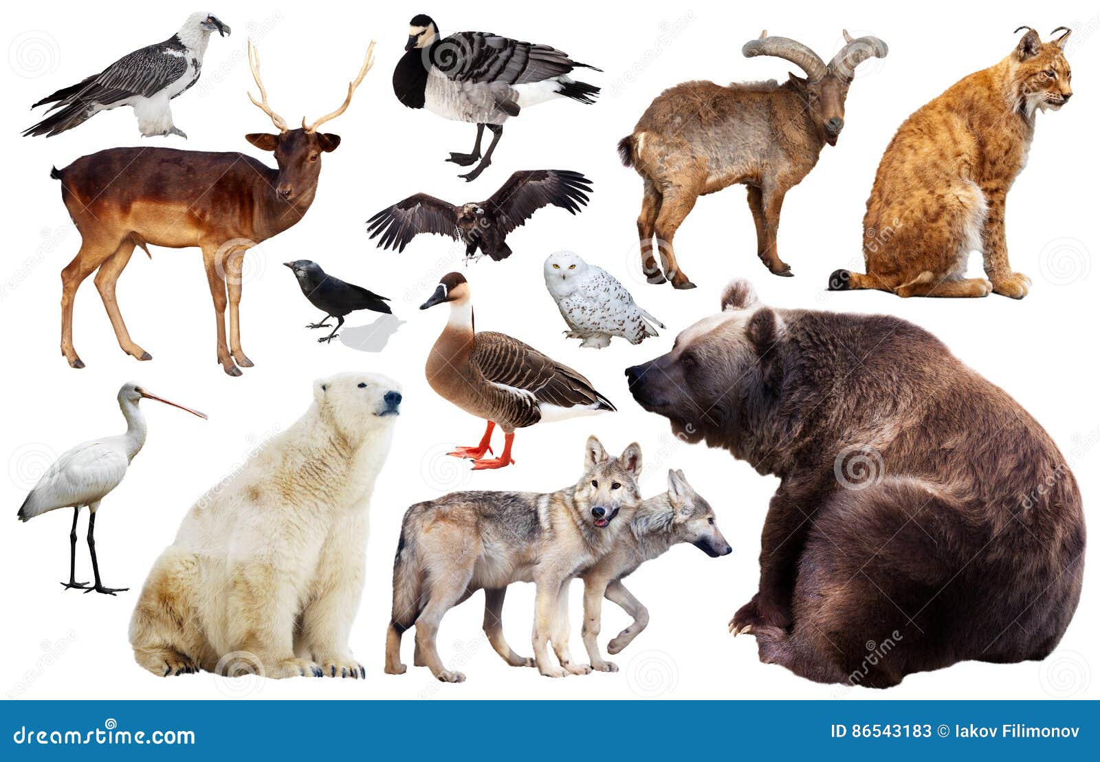 Europeo DETERMINADO imagen de archivo. Imagen de cocodrilo - 86543183