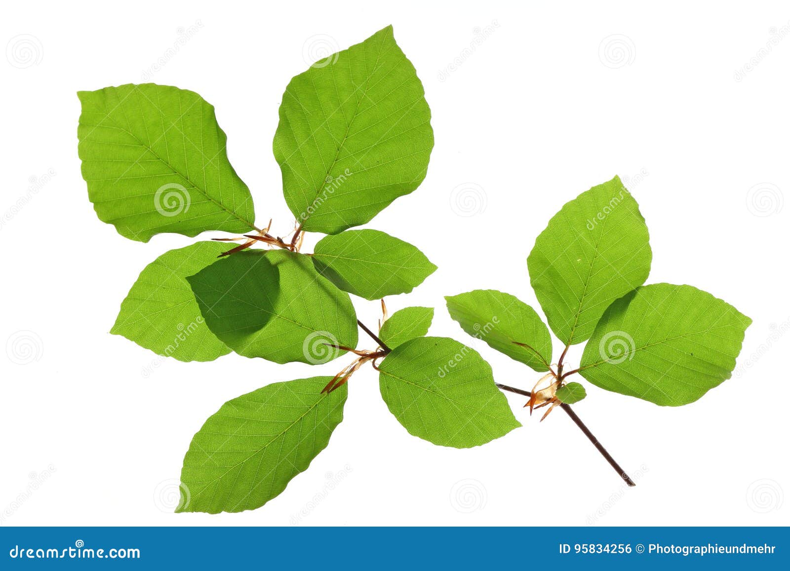 Europese Beuk & X28; Fagus Sylvatica& X29; Stock Foto - Image of ...