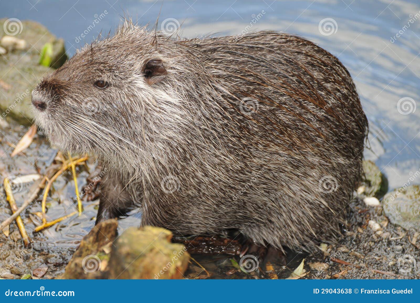 Europese Bever stock foto. Image of otter, moerasland - 29043638