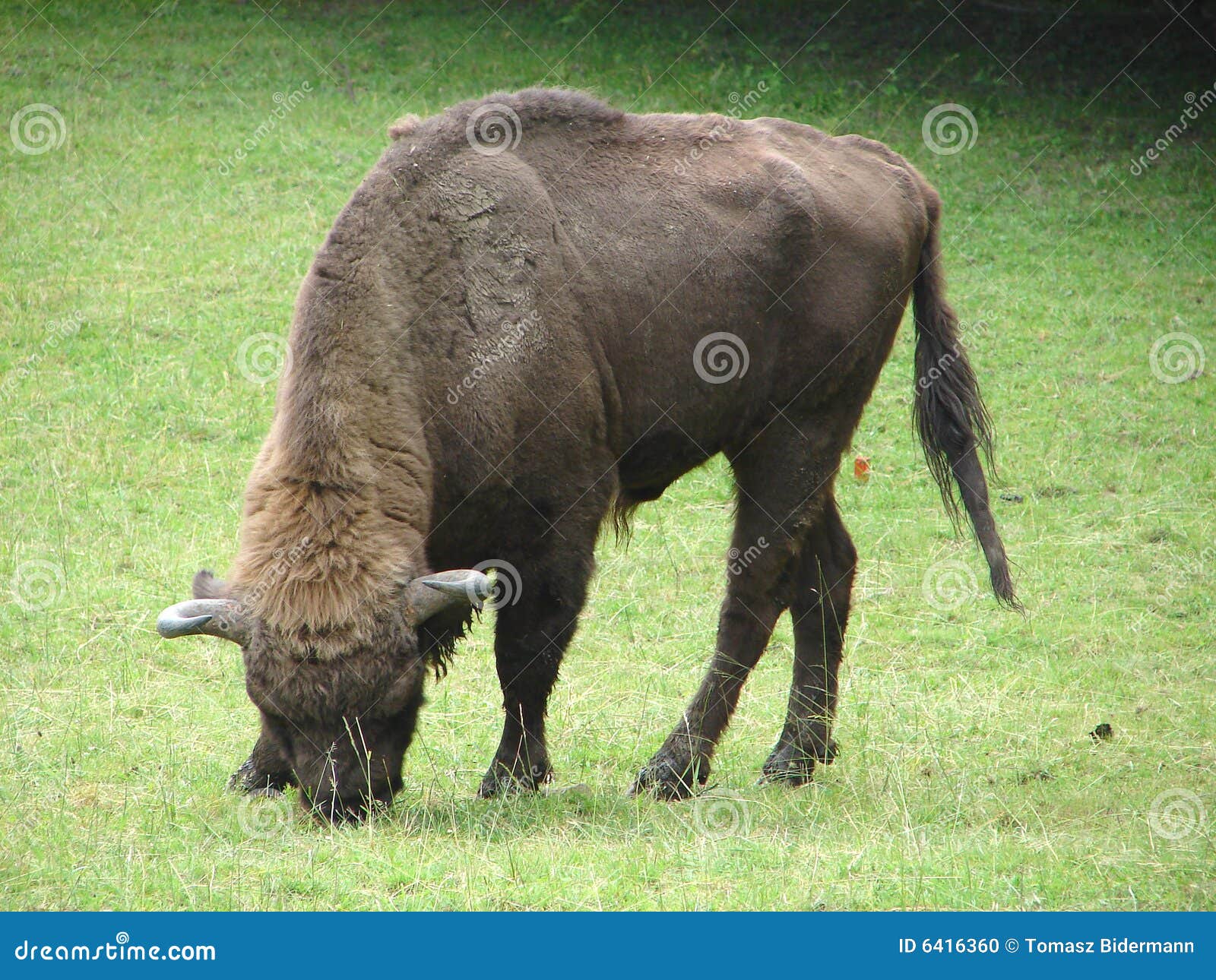 Europese Bizon stock foto. Image of polen, europees, bizon - 6416360