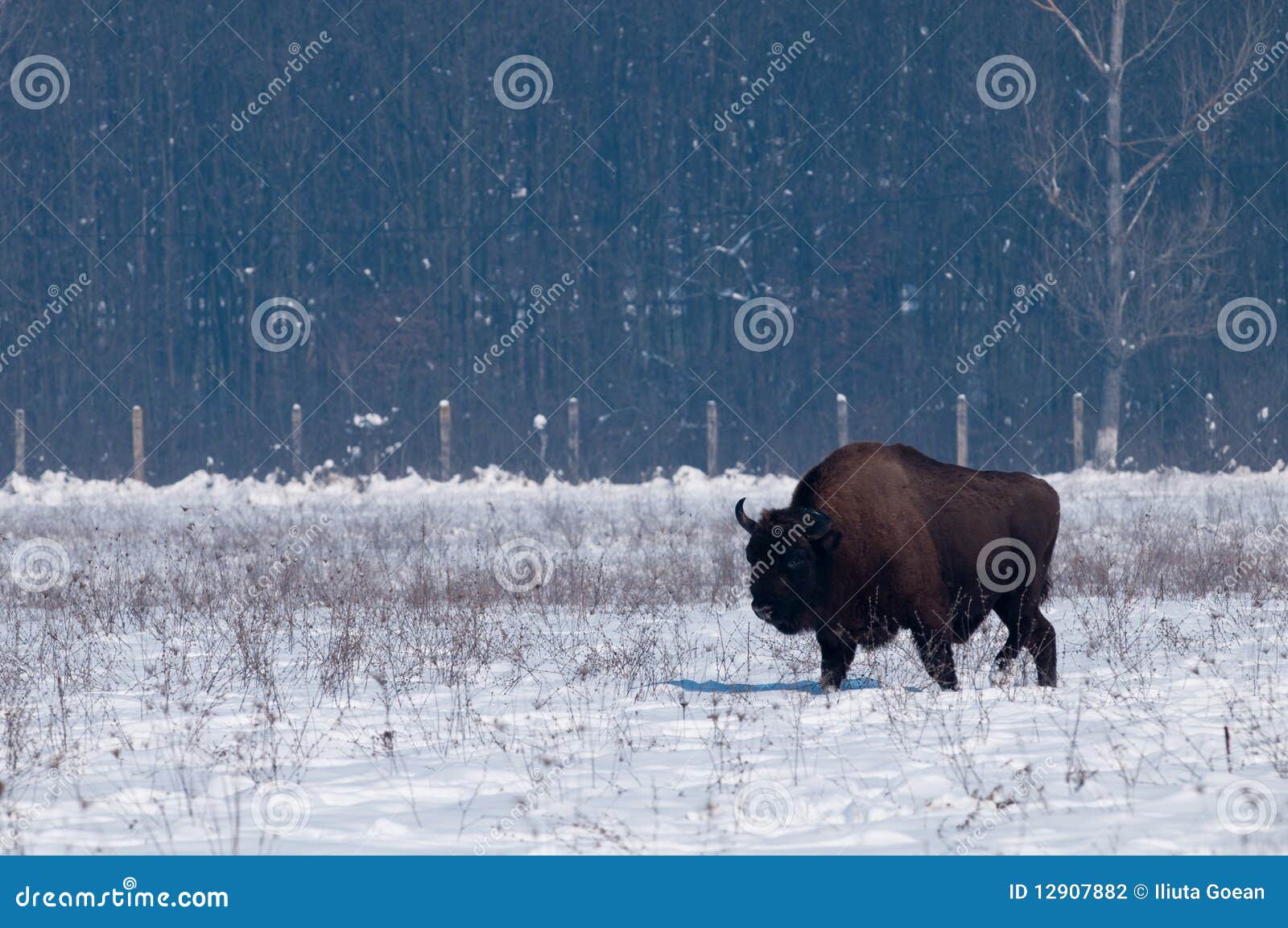 Europese Bizon (bonasius Van De Bizon) in De Winter Stock Foto - Image ...