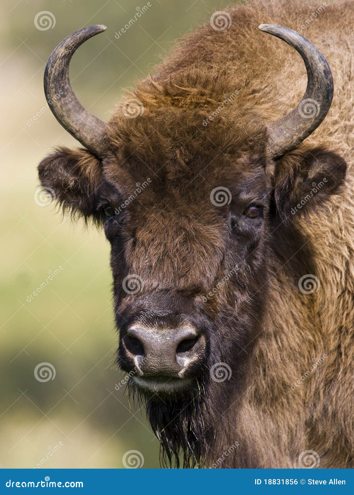 Europese Bizon - (bonasus Van De Bizon) Stock Foto - Image of neus ...