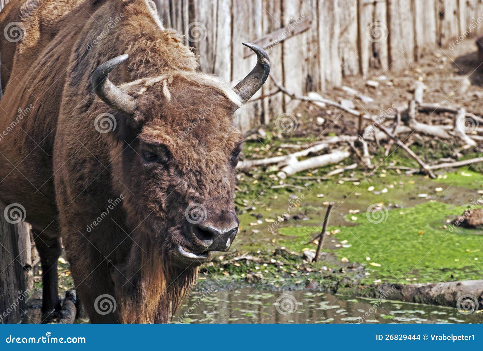 Europese Bizon (bonasus Van De Bizon) Stock Foto - Image of park, spel ...
