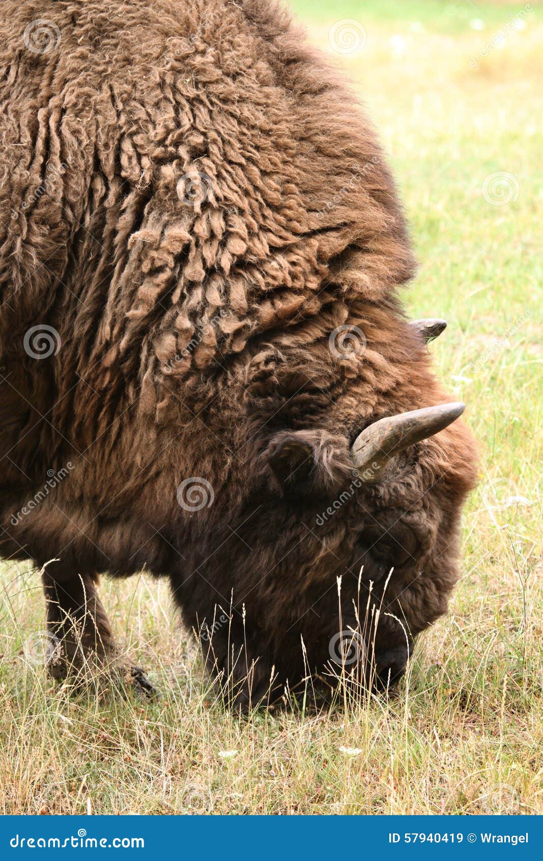 Europese Bizon (bonasus Van De Bizon) Stock Afbeelding - Image of zelfs ...