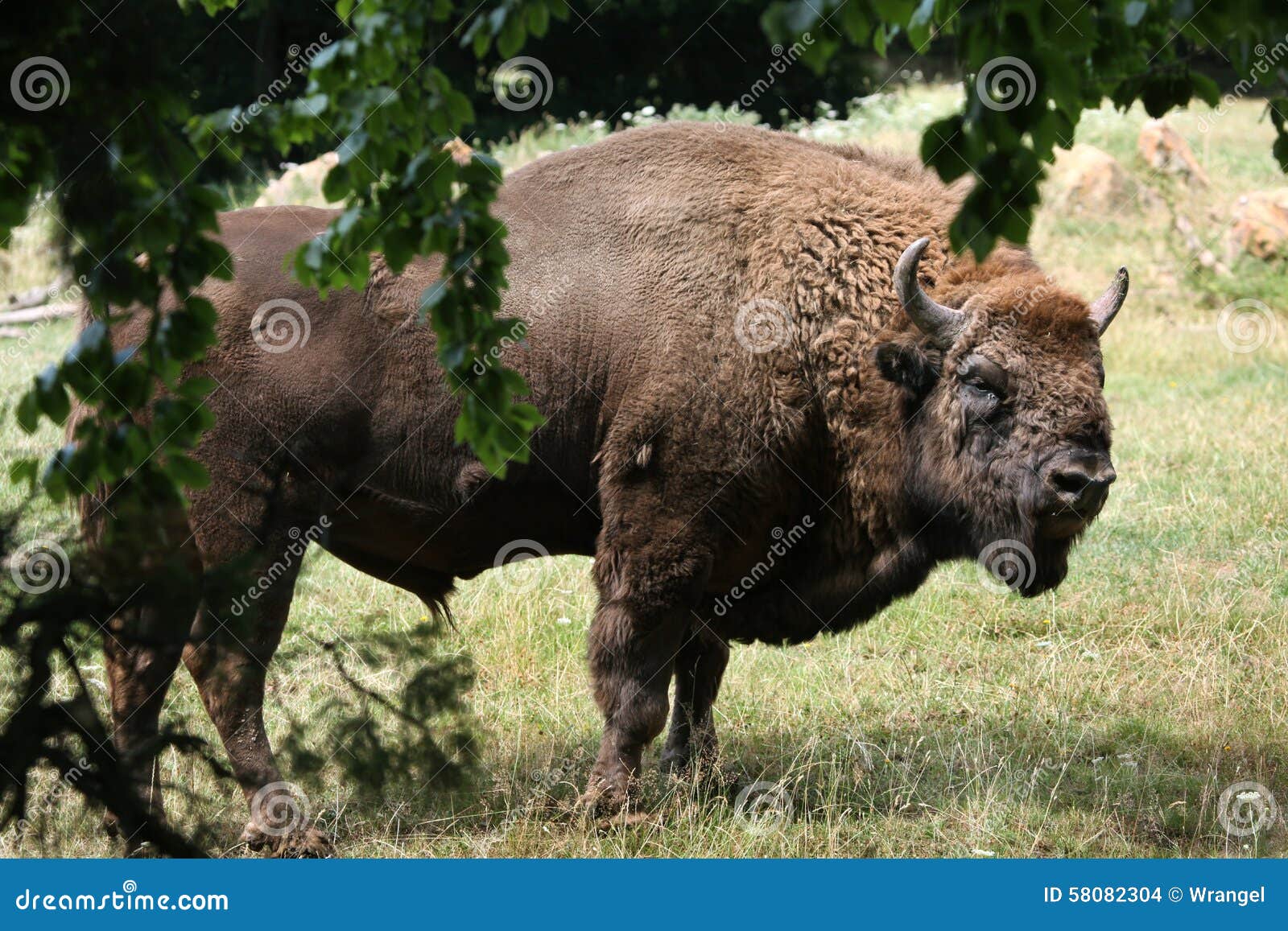 Europese Bizon (bonasus Van De Bizon) Stock Foto - Image of naughty ...