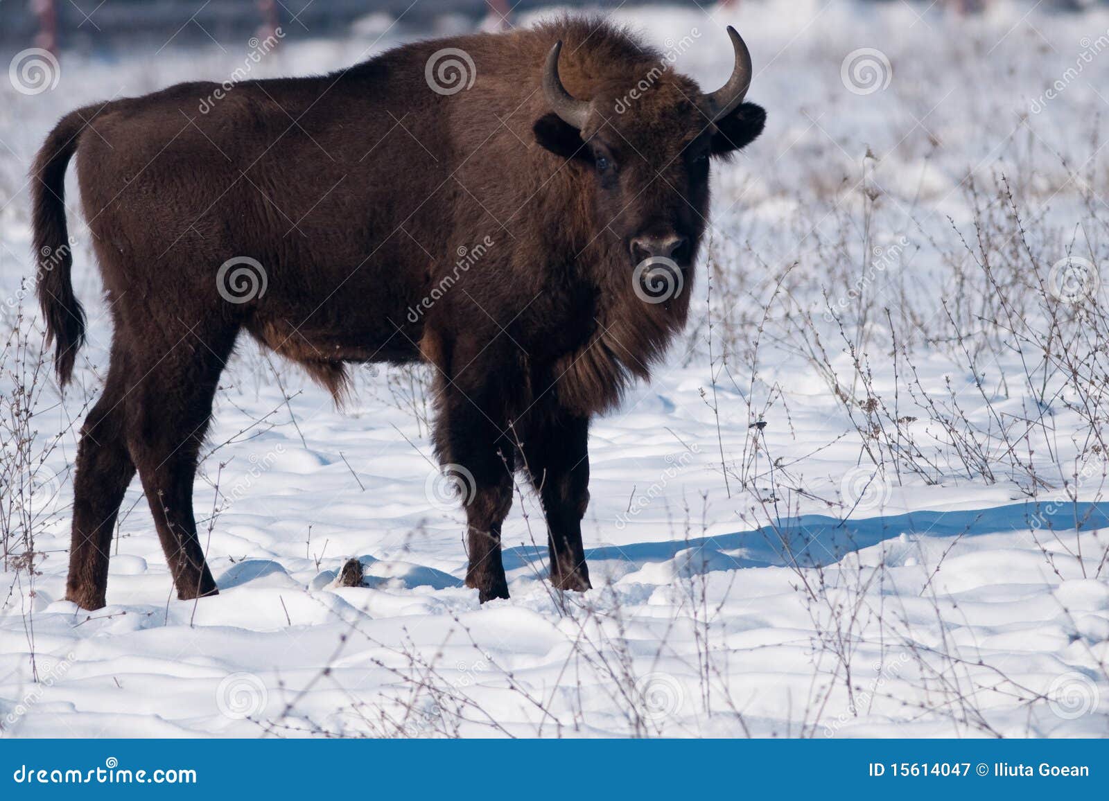 Europese Bizon (bonasus Van De Bizon) in De Winter Stock Afbeelding ...