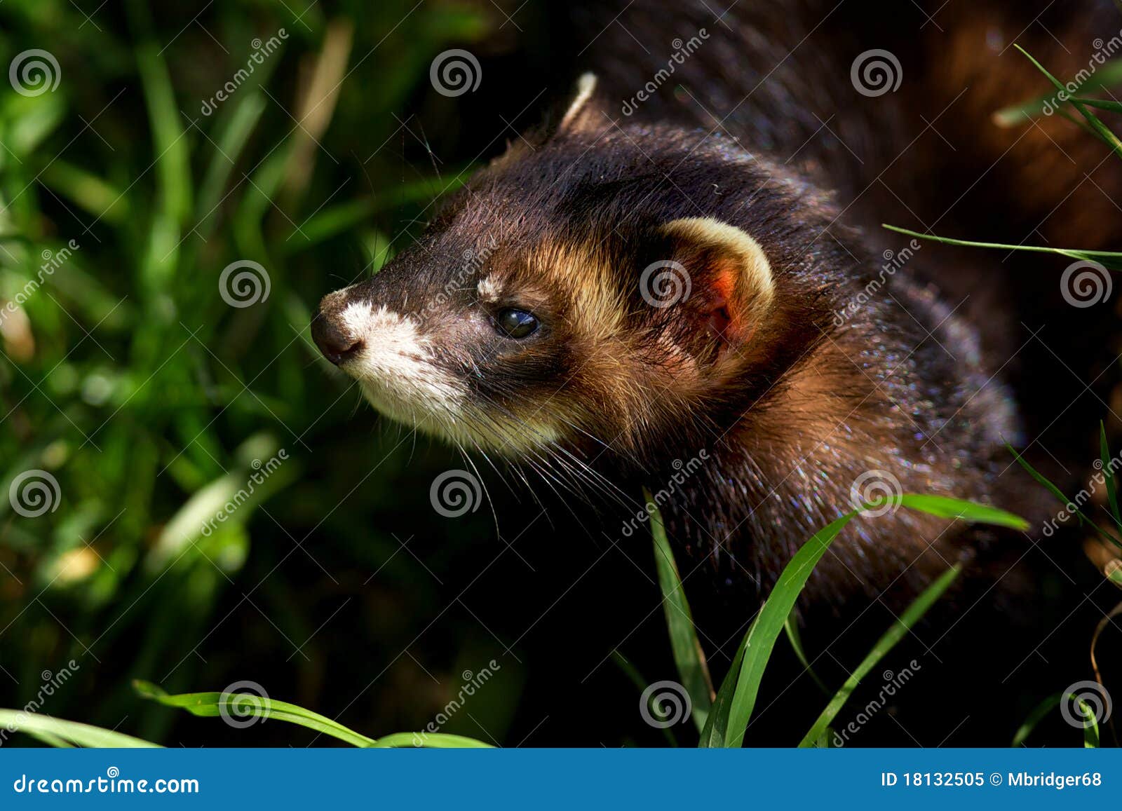 Europese Bunzing stock afbeelding. Image of zoogdier - 18132505