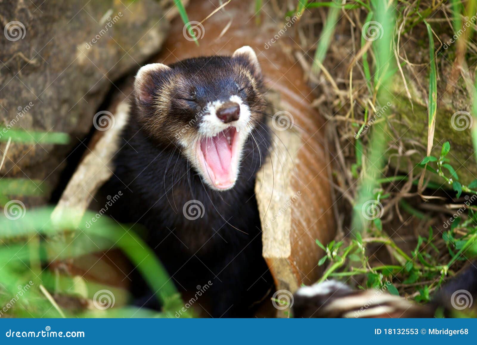 Europese Bunzing stock afbeelding. Image of bijten, fauna - 18132553