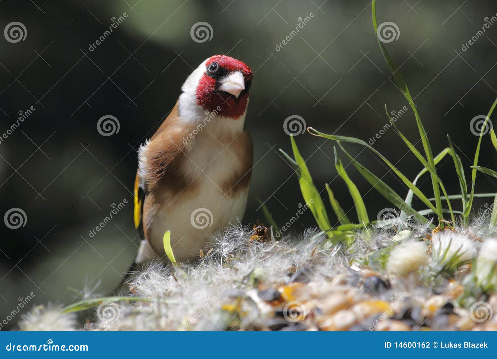 Europese distelvink stock foto. Image of nave, vink, wild - 14600162