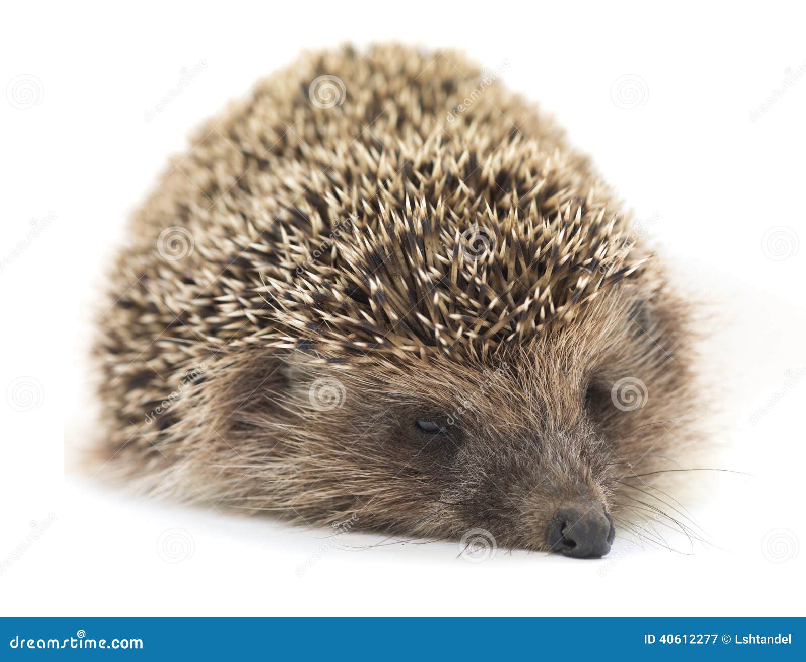 Europese Egel Op Witte Achtergrond Stock Afbeelding - Image of stekel ...